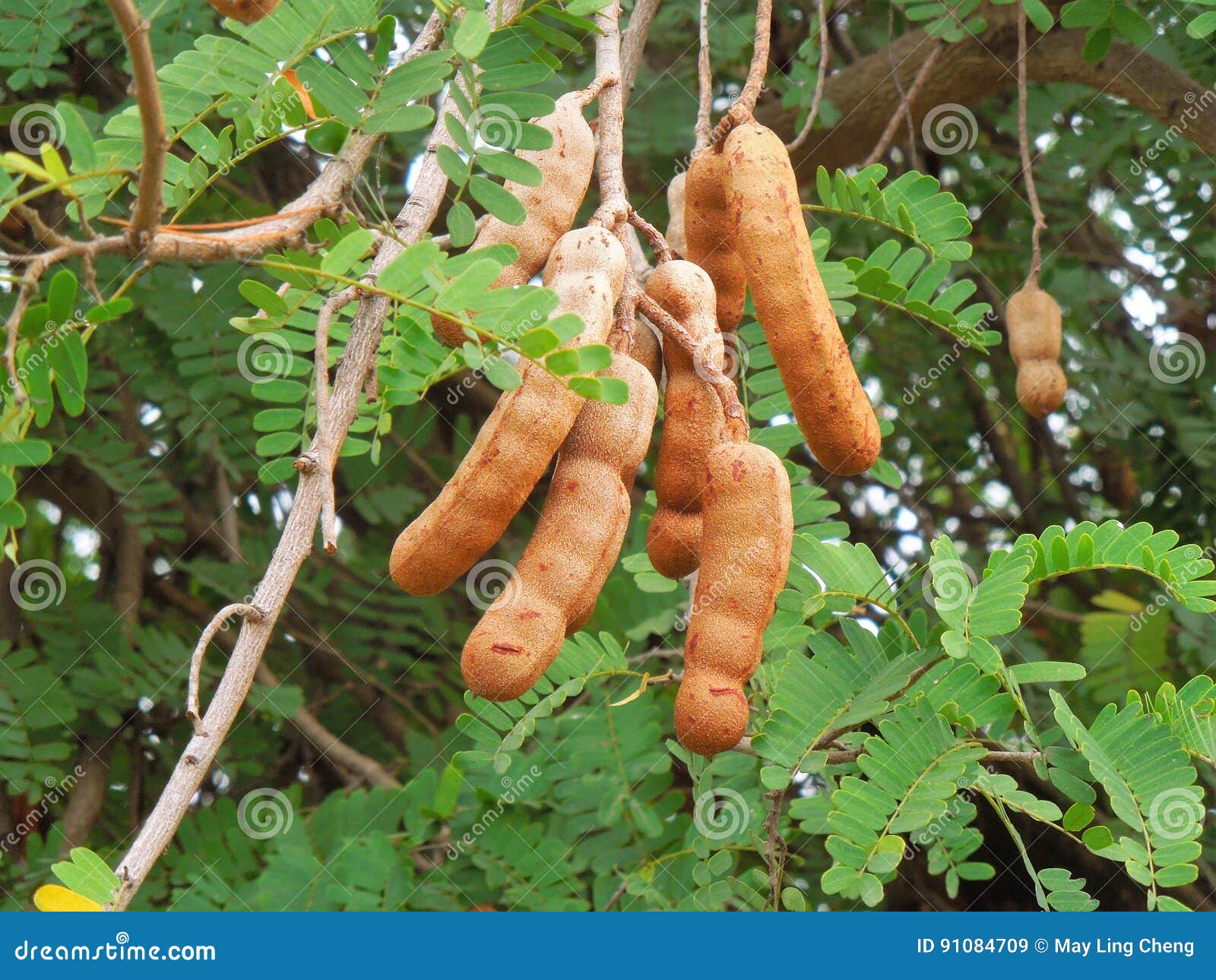 Árbol de tamarindo imagen de archivo. Imagen de tradicional - 91084709
