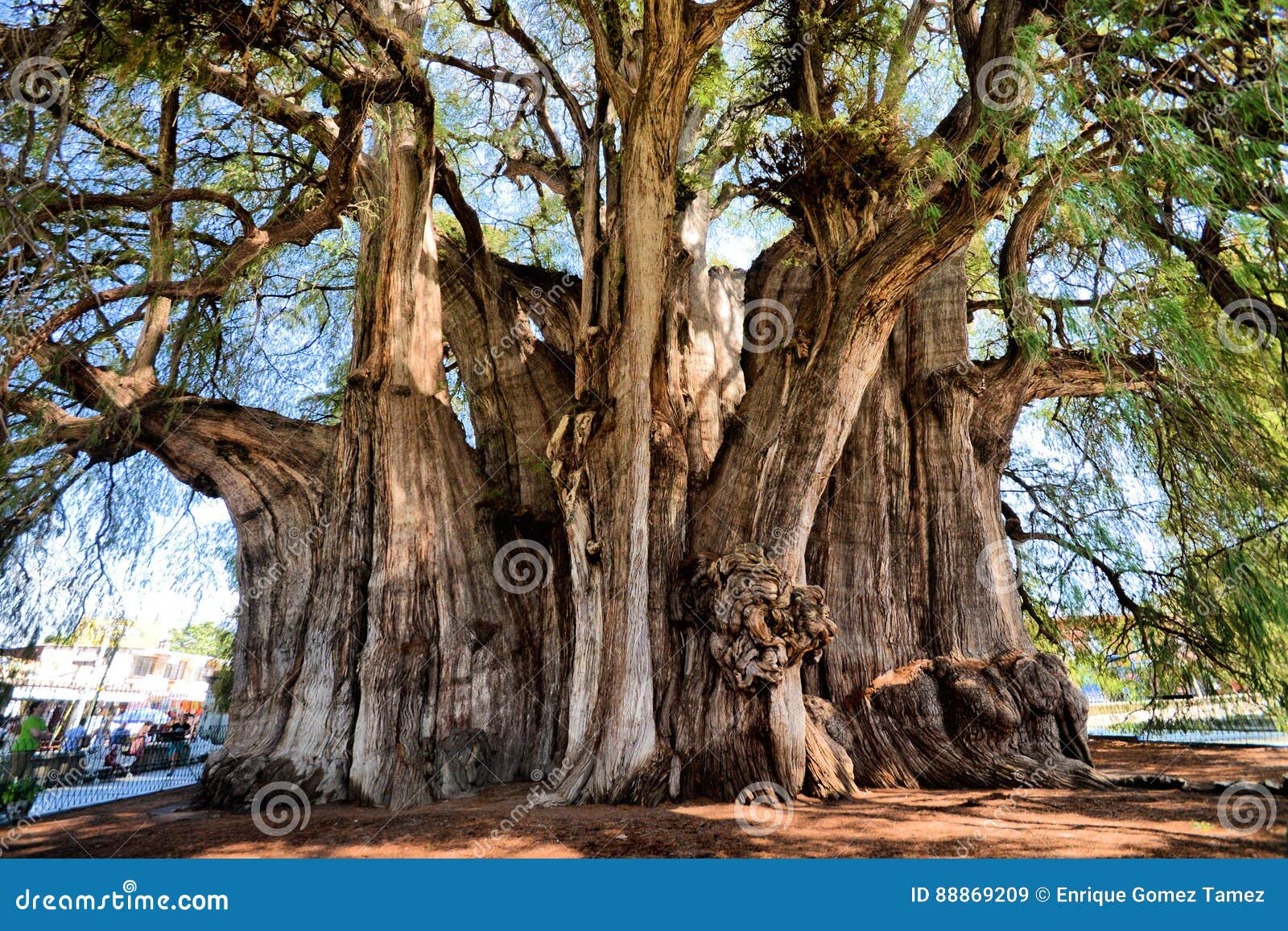 Árbol de Tule imagen de archivo editorial. Imagen de méxico - 88869209