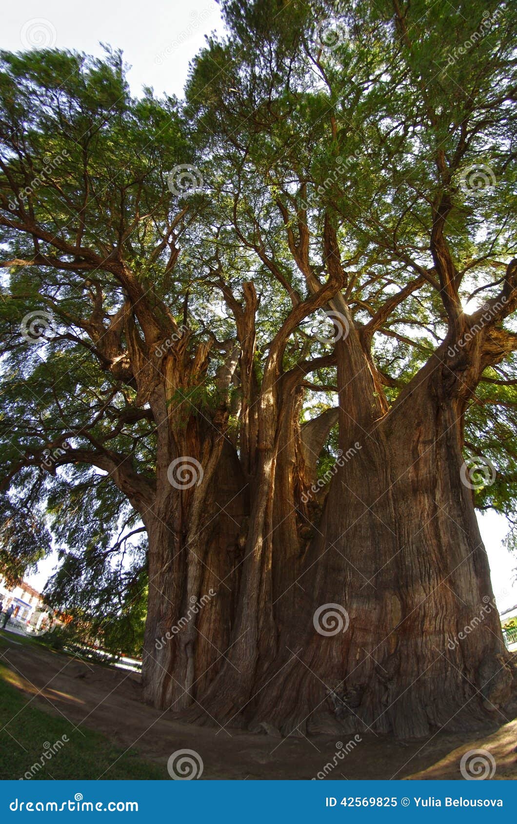 Árbol de Tule en México imagen de archivo. Imagen de méxico - 42569825