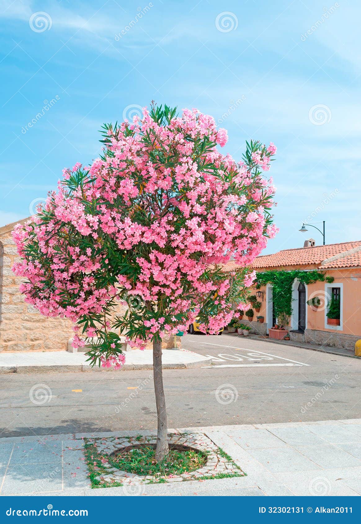 Árbol del adelfa imagen de archivo. Imagen de planta - 32302131