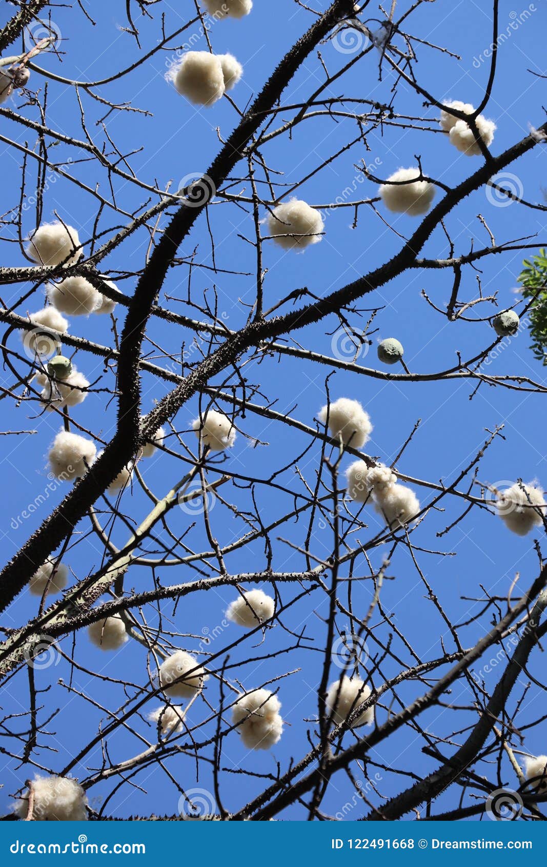 Árbol del algodón foto de archivo. Imagen de ciudad - 122491668
