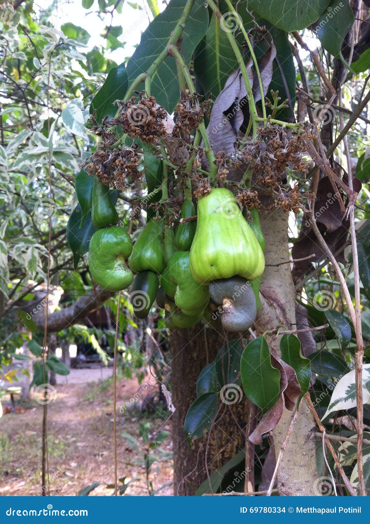 Árbol del anacardo foto de archivo. Imagen de bebida - 69780334