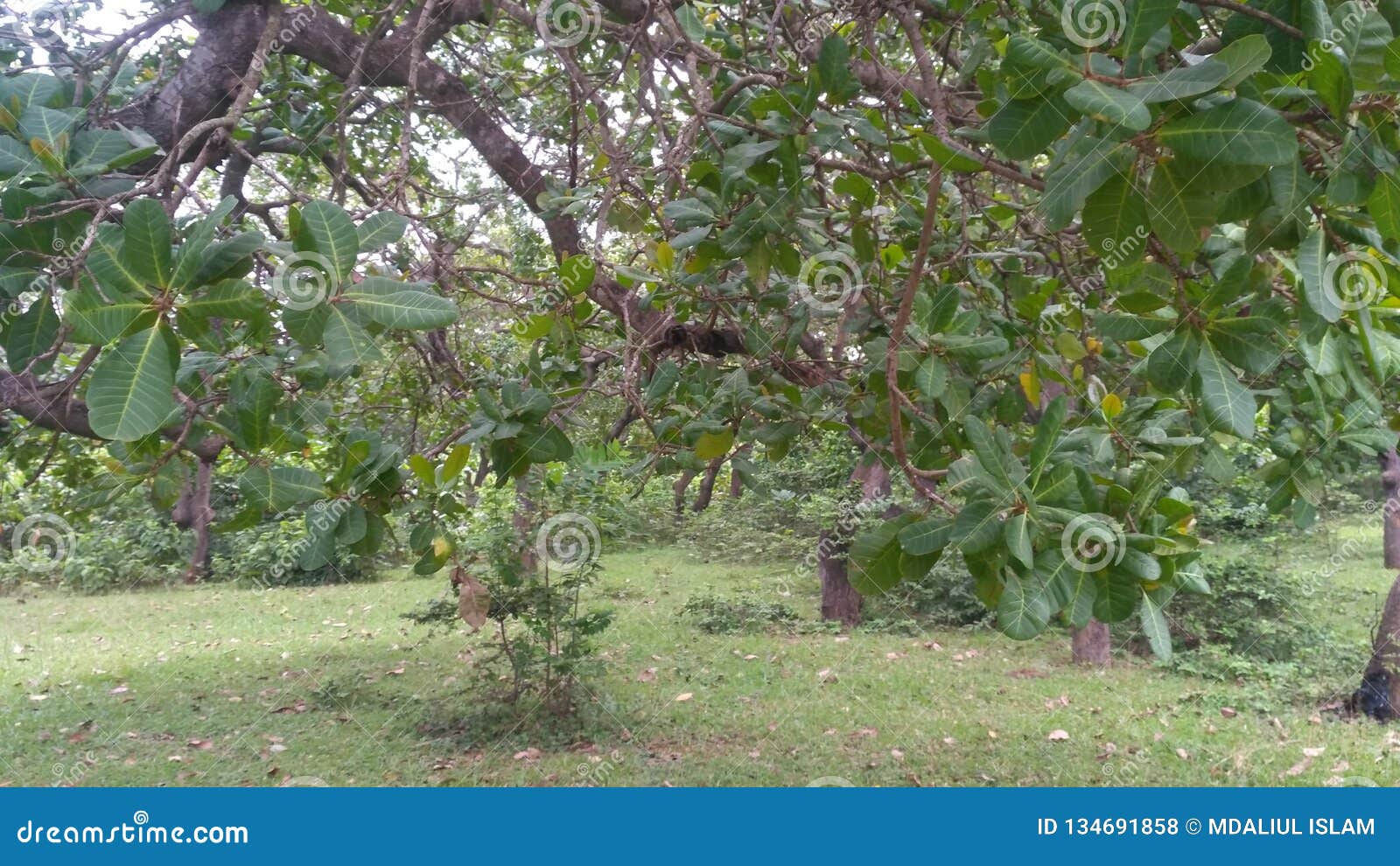 Árbol del badam de Kaju foto de archivo. Imagen de fruta - 134691858