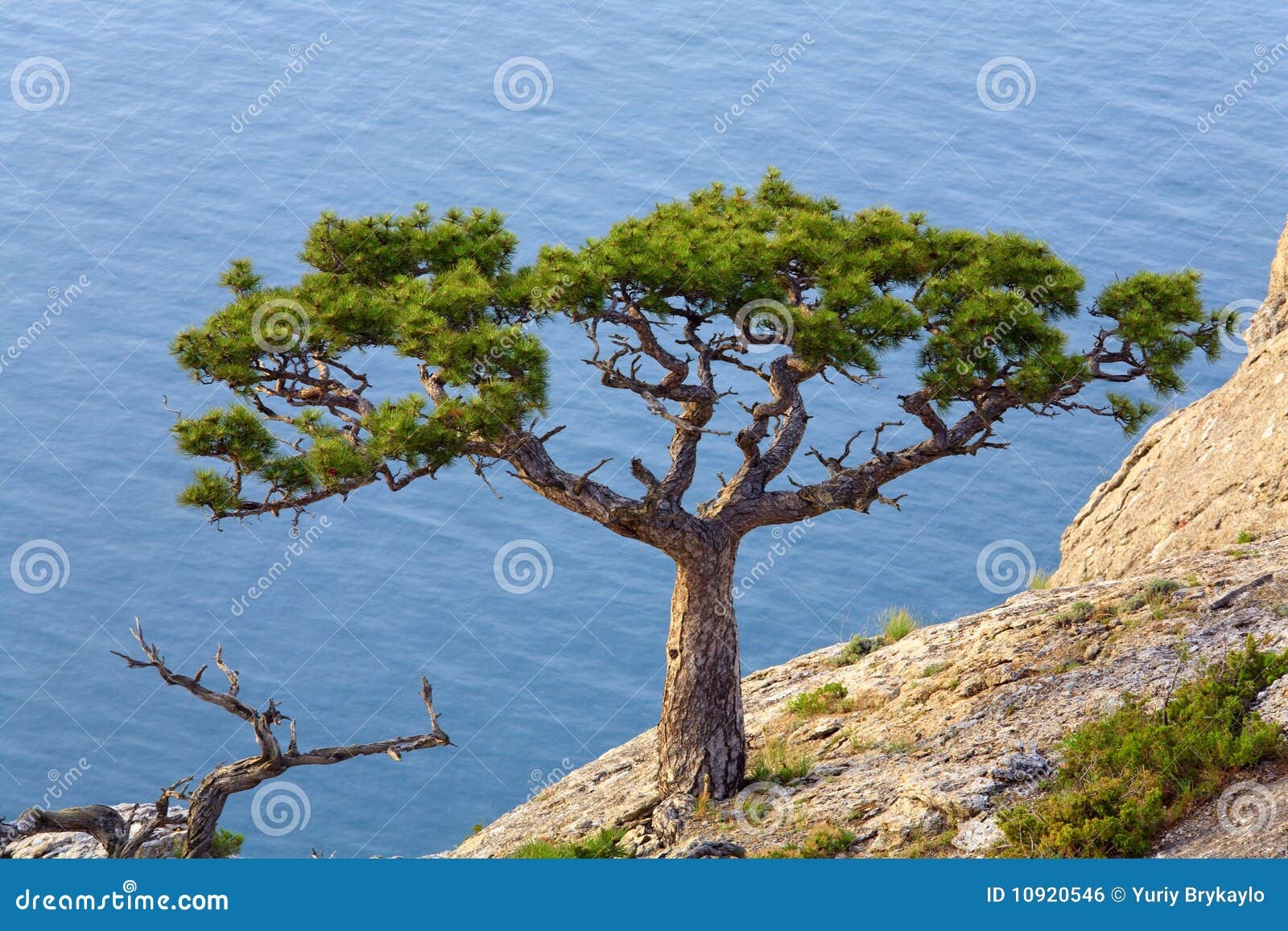 Árbol del enebro foto de archivo. Imagen de agua, piedra - 10920546