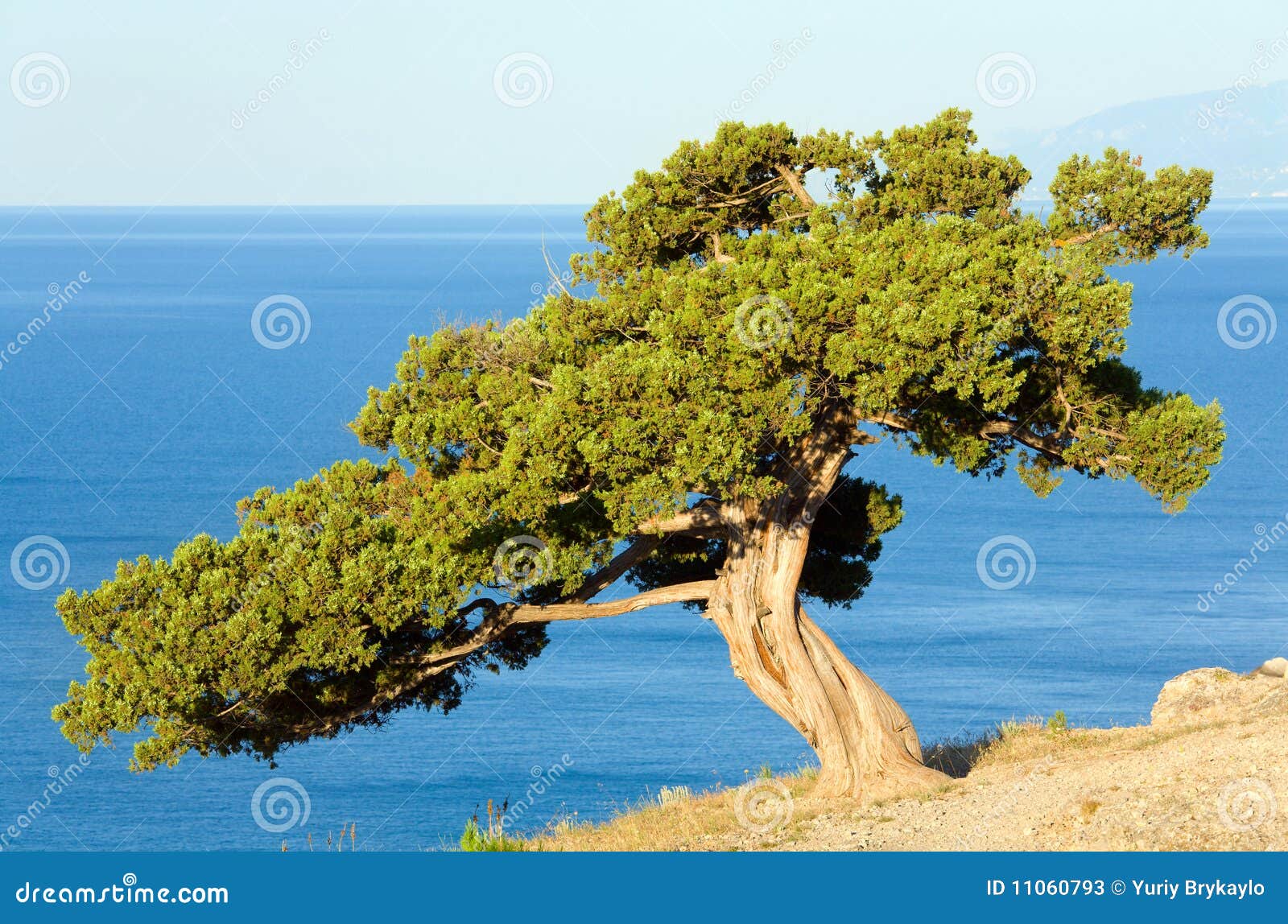 Árbol del enebro imagen de archivo. Imagen de paisaje - 11060793
