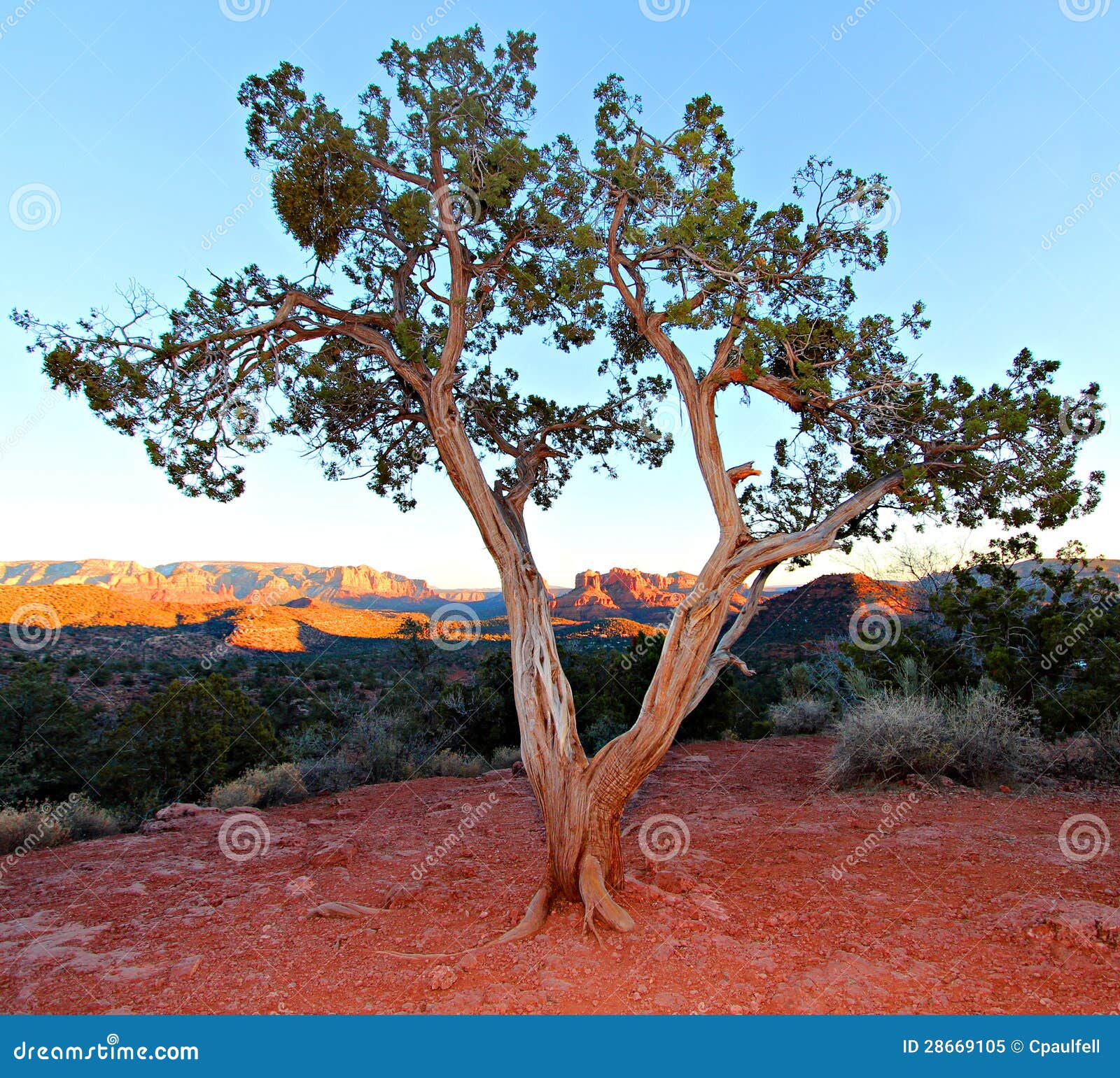 Árbol del enebro imagen de archivo. Imagen de america - 28669105
