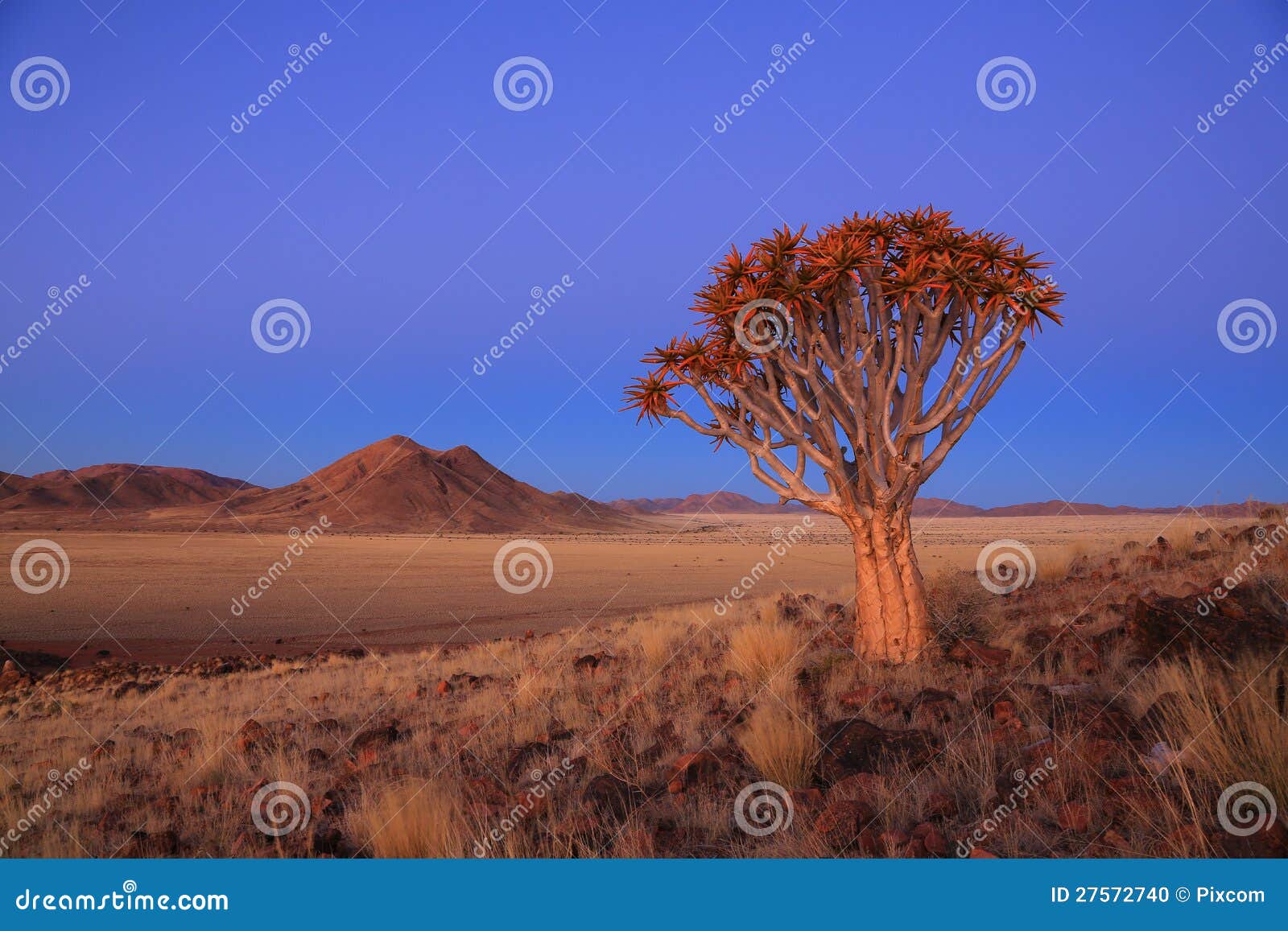 Árbol del estremecimiento foto de archivo. Imagen de pista - 27572740