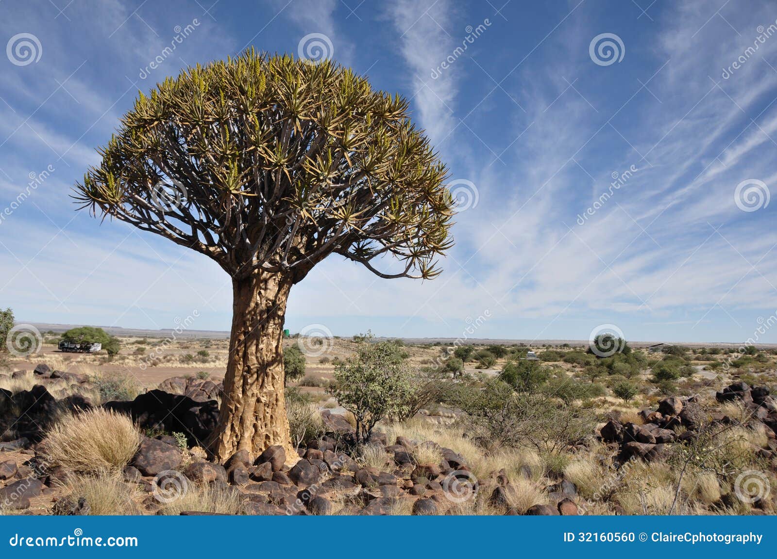 Árbol del estremecimiento foto de archivo. Imagen de aljabas - 32160560