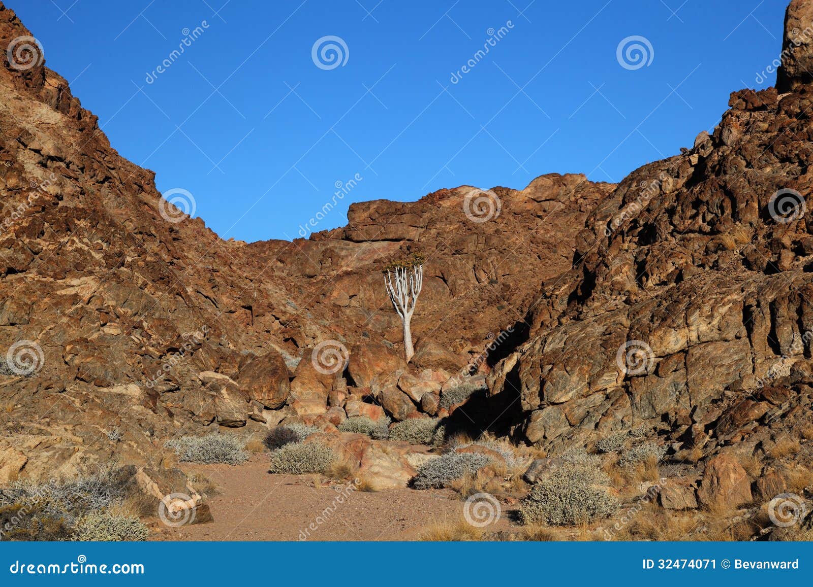 Árbol Del Estremecimiento, Namibia Imagen de archivo - Imagen de piedra ...