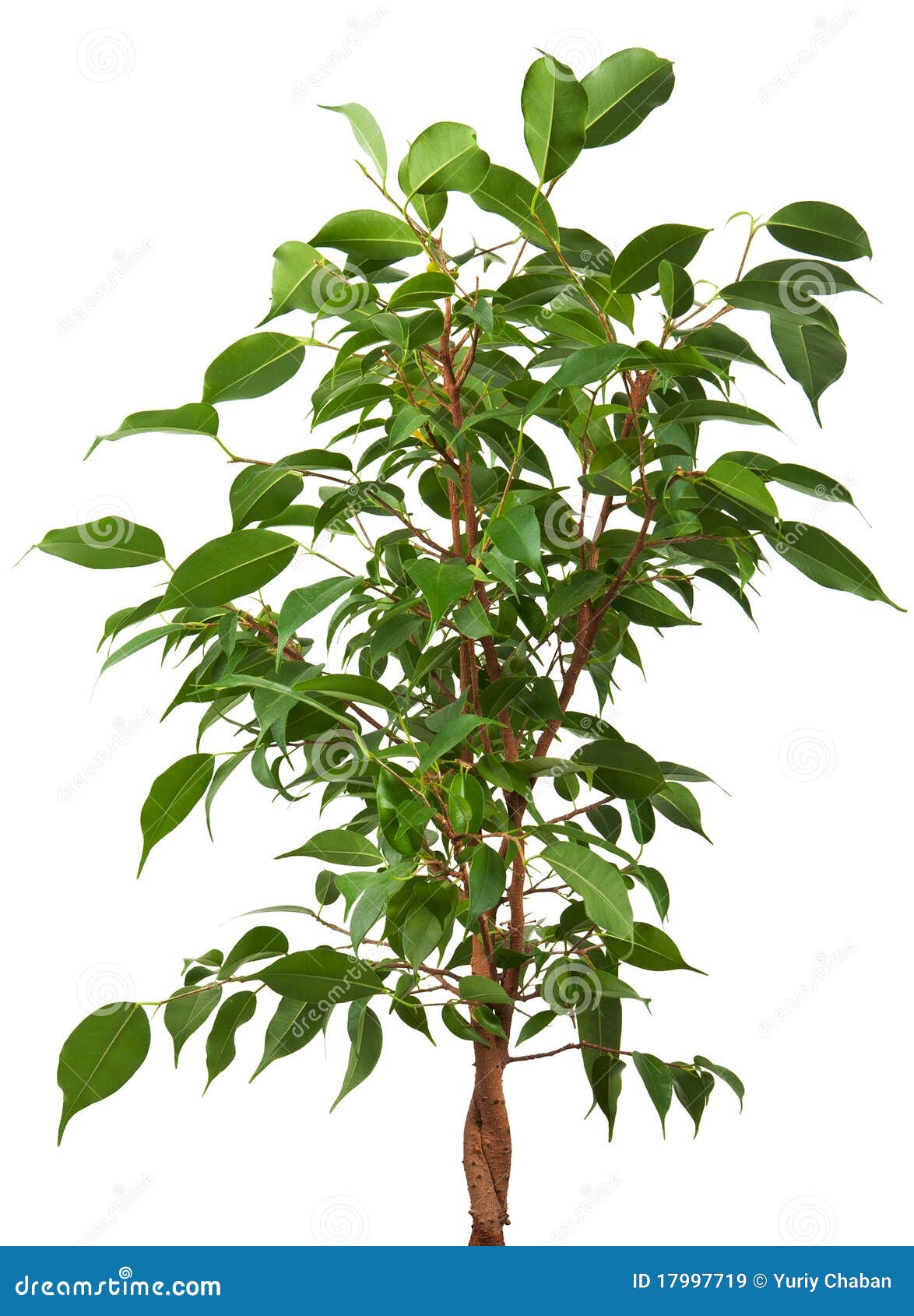 Árbol del Ficus imagen de archivo. Imagen de cultura - 17997719