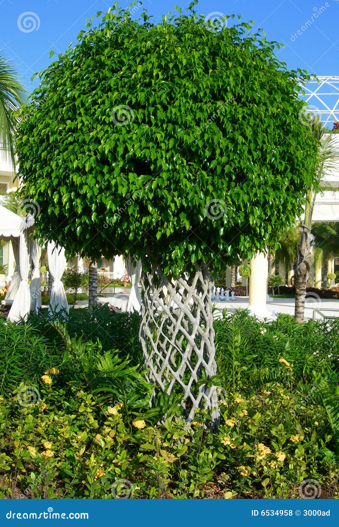 Árbol del Ficus foto de archivo. Imagen de corte, exuberante - 6534958