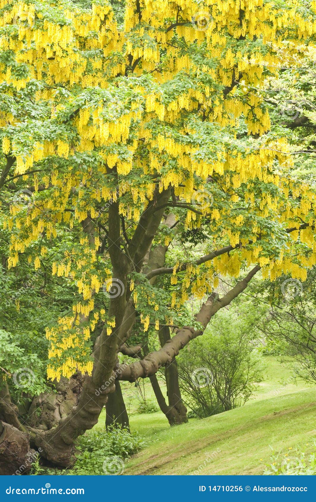 Árbol del Laburnum común foto de archivo. Imagen de planta - 14710256