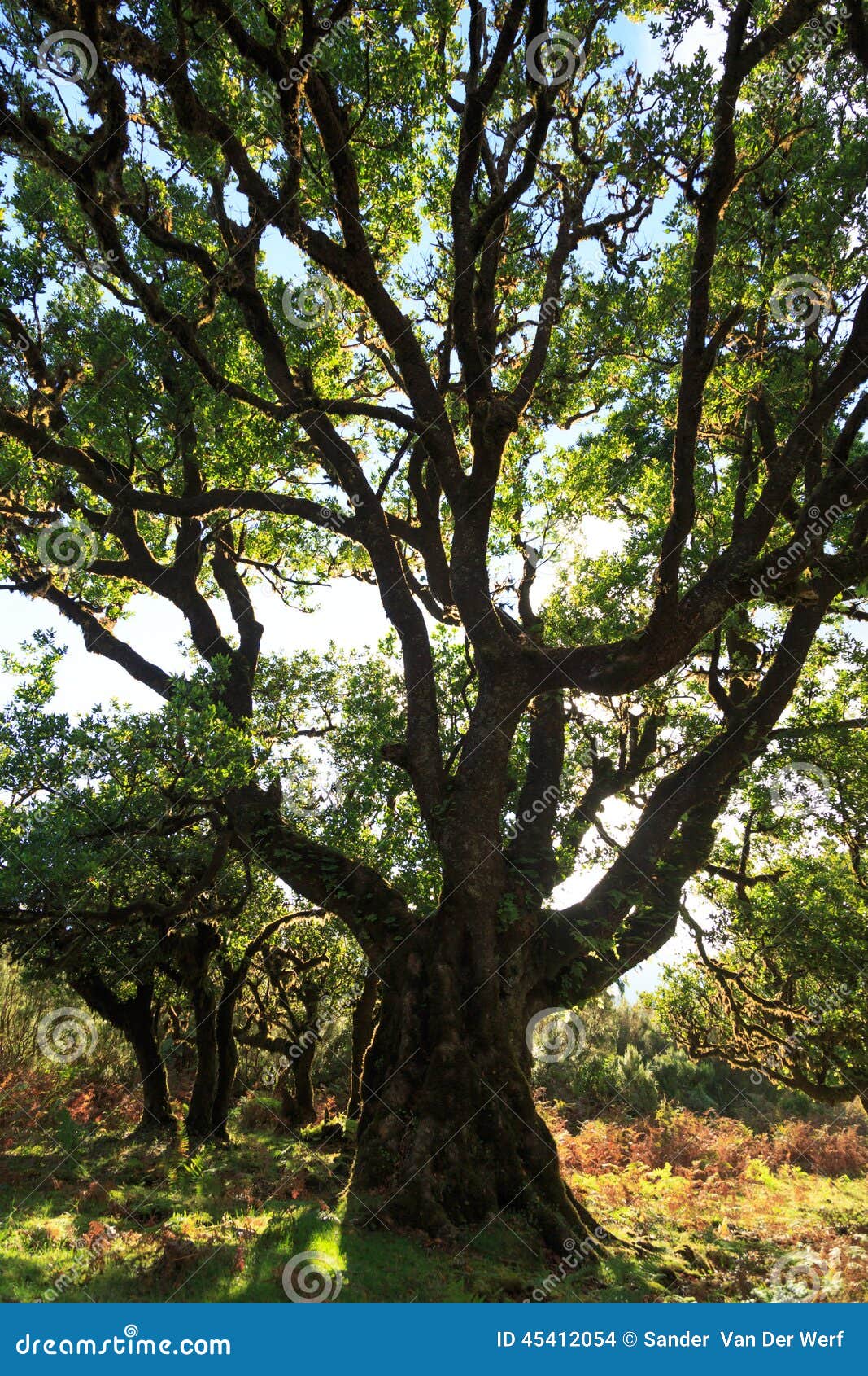 Árbol del laurel foto de archivo. Imagen de madera, tropical - 45412054