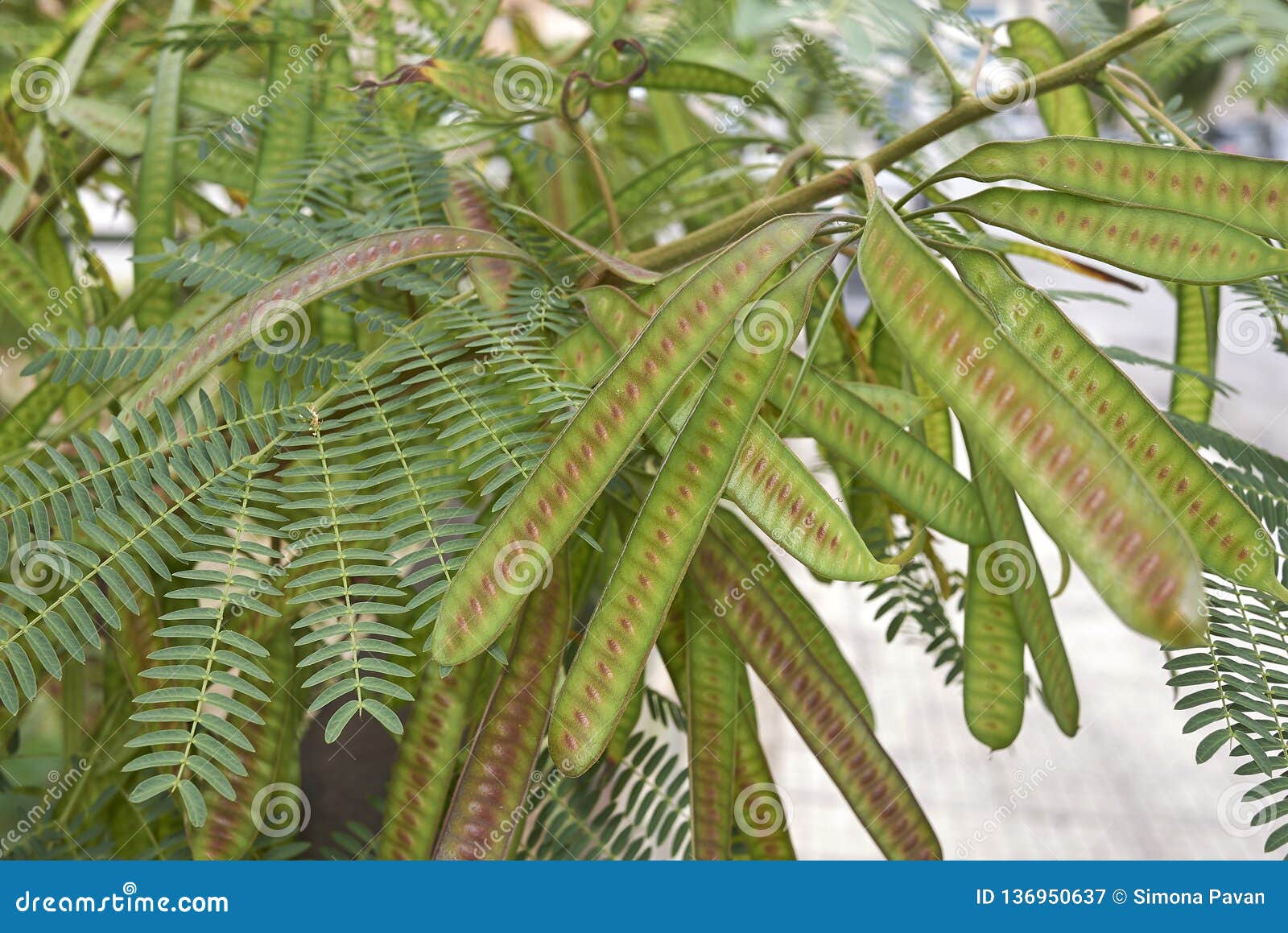 Árbol Del Leucocephala Del Leucaena Imagen de archivo - Imagen de ...