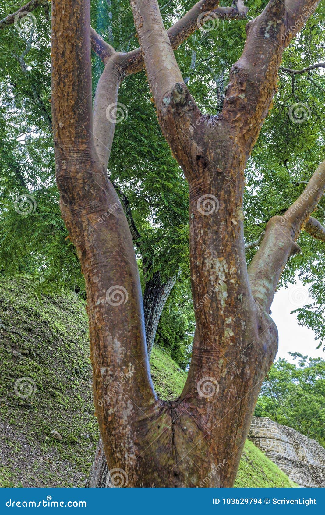 Árbol del limbo del Gumbo foto de archivo. Imagen de caribe - 103629794