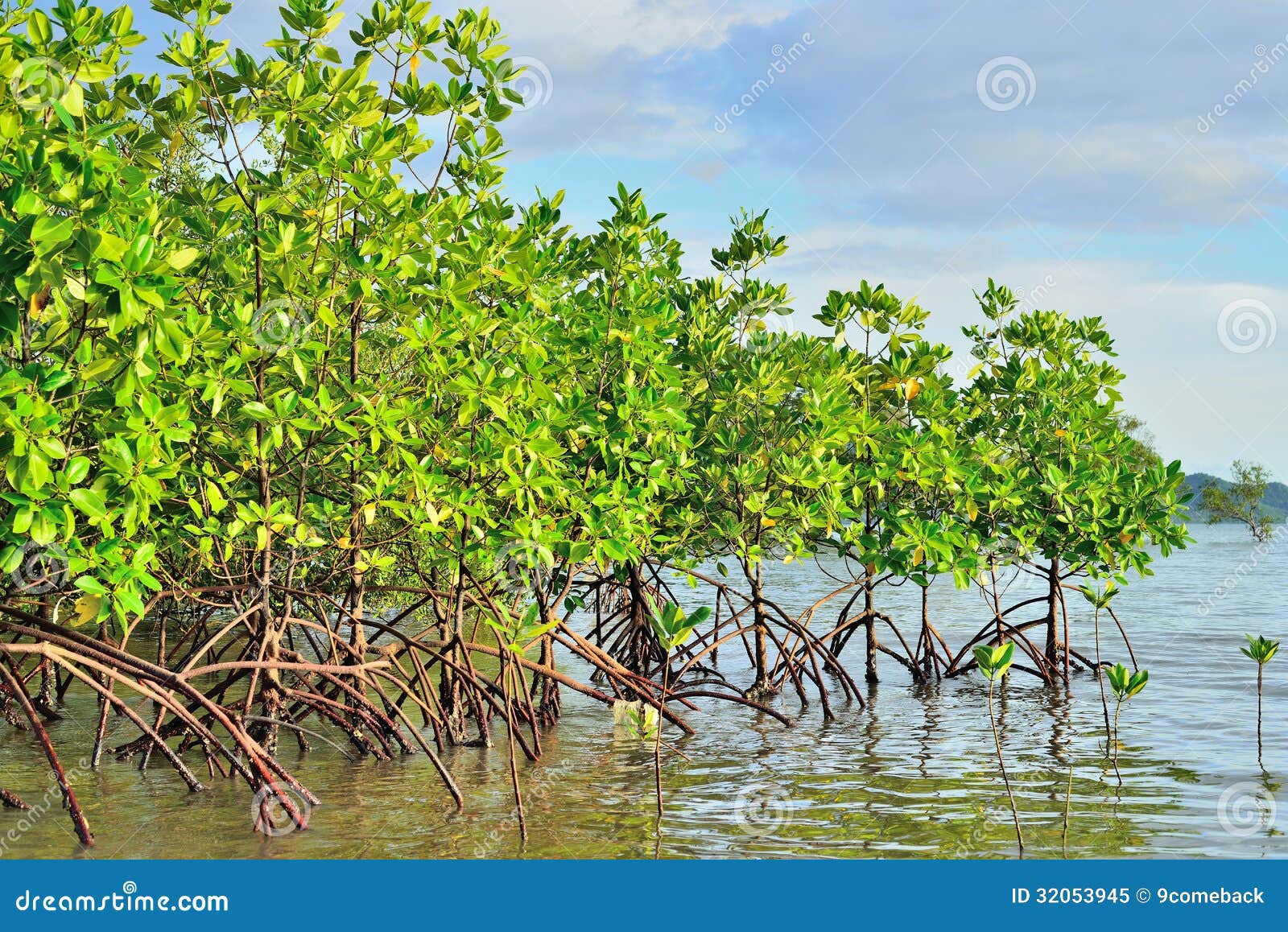Árbol del mangle imagen de archivo. Imagen de aéreo, cubo - 32053945