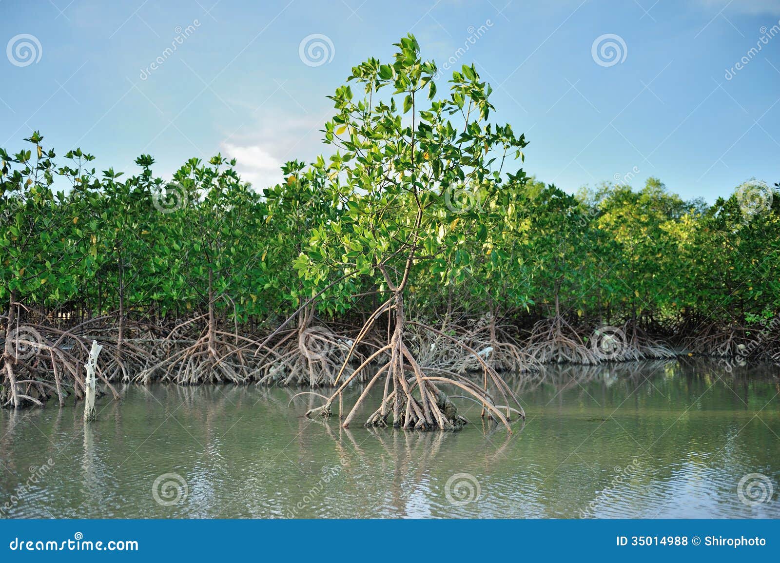 Árbol del mangle foto de archivo. Imagen de cubo, agua - 35014988