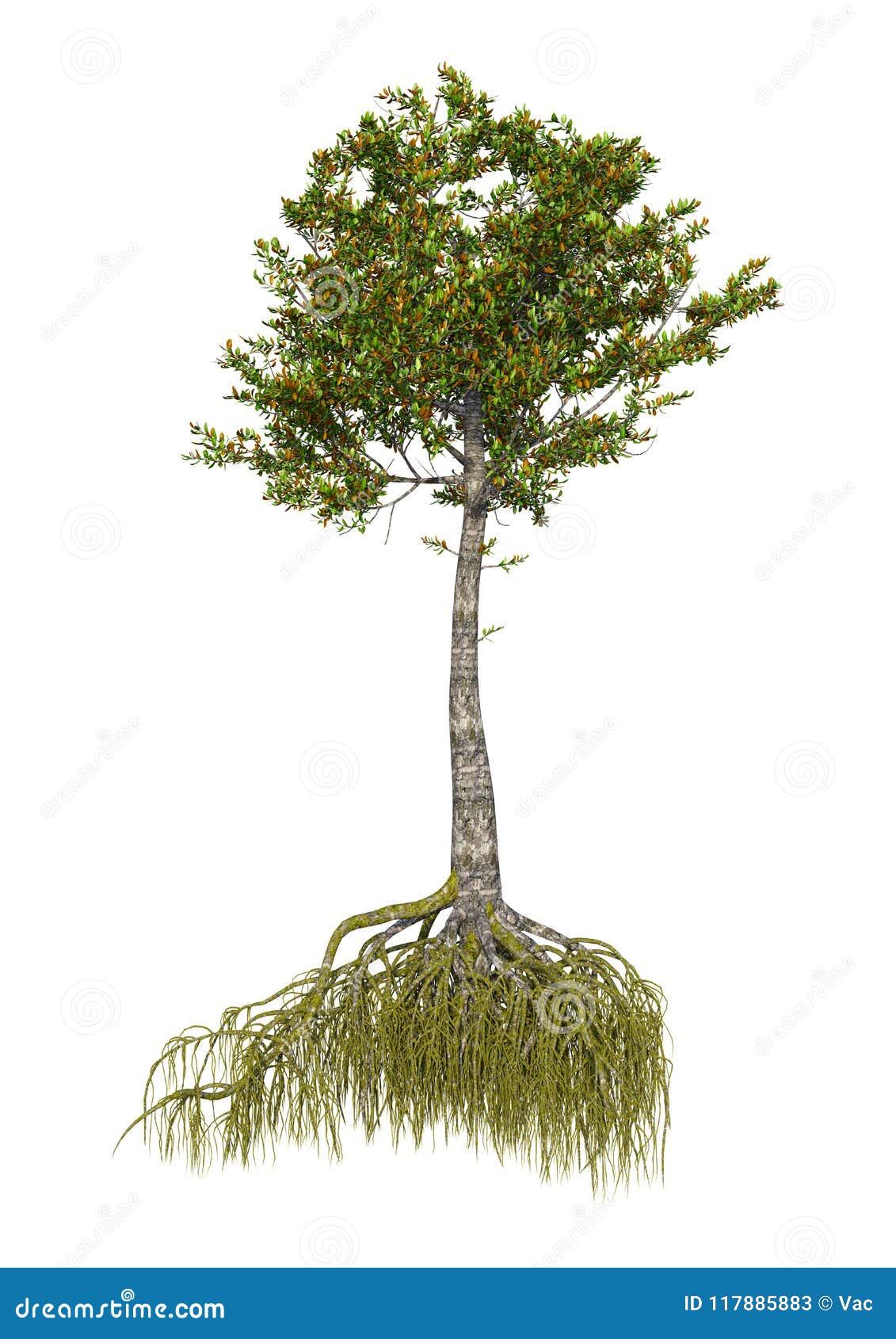 árbol Del Mangle De La Representación 3D En Blanco Imagen de archivo ...