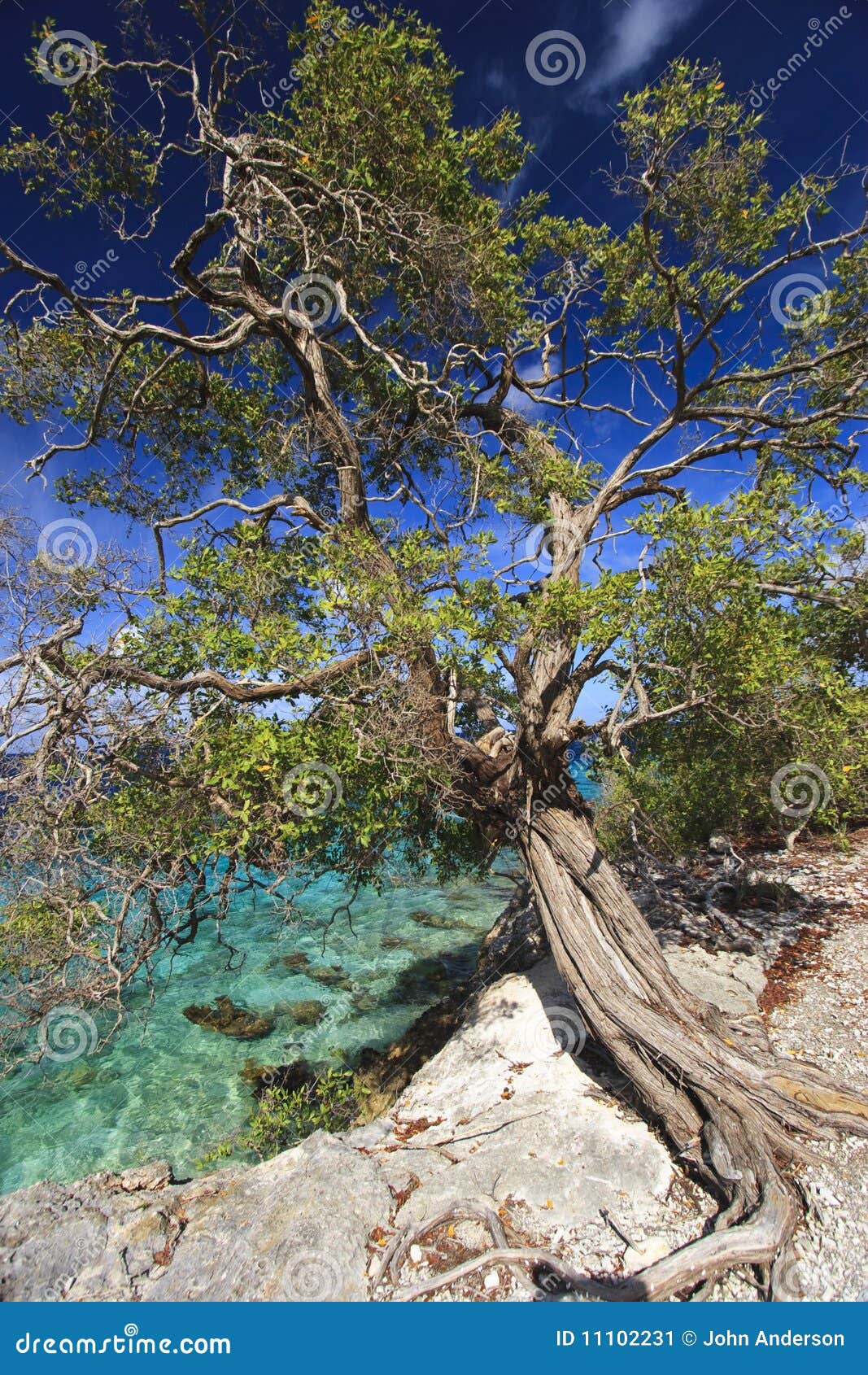 Árbol del Mesquite imagen de archivo. Imagen de azul - 11102231