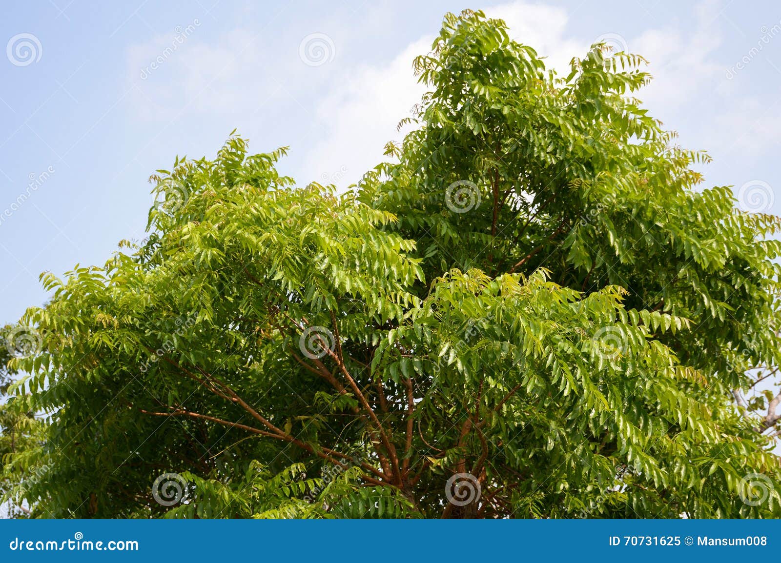 Árbol Del Plan De Neem En Jardín Imagen de archivo - Imagen de fresco ...