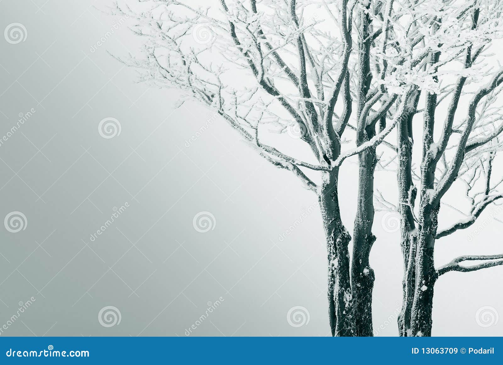 Árbol del retraimiento imagen de archivo. Imagen de silueta - 13063709