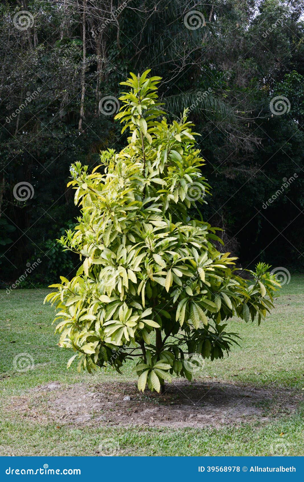 Arbol De Mamey Mexicano