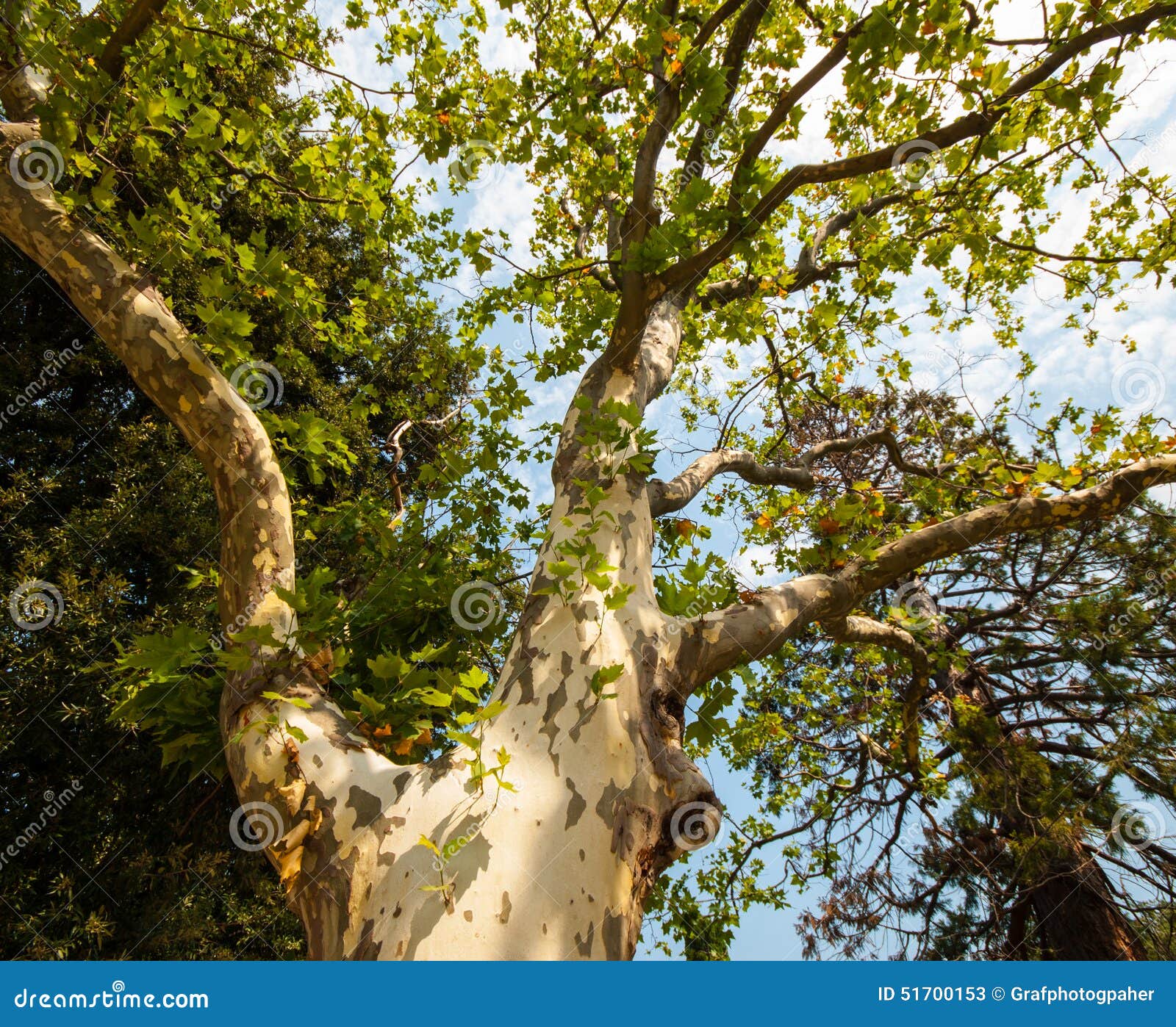 Árbol del sicómoro imagen de archivo. Imagen de verano - 51700153