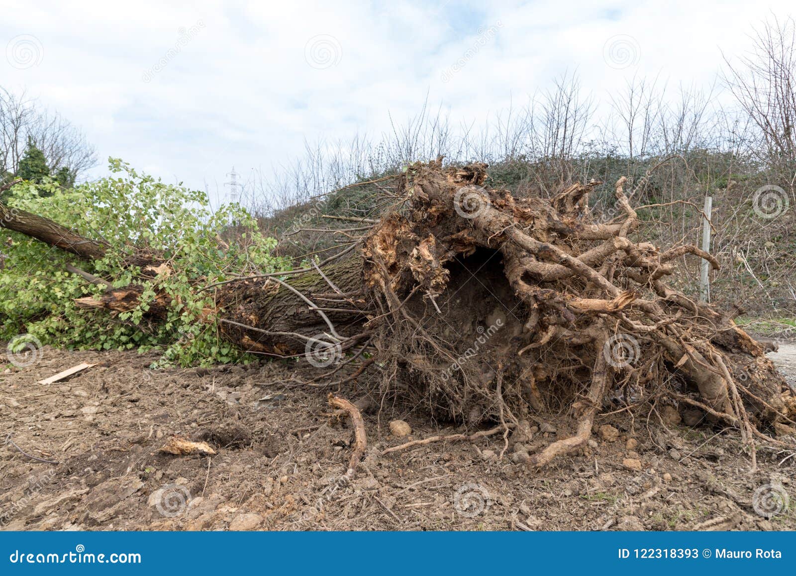 Árbol desarraigado imagen de archivo. Imagen de roto - 122318393