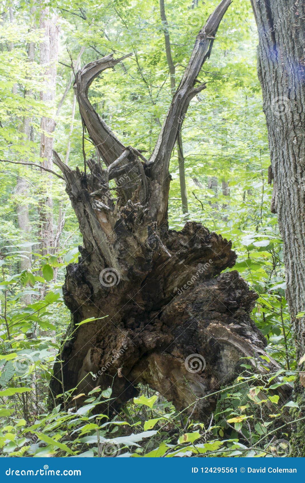 Árbol Desarraigado En Bosque Imagen de archivo - Imagen de figura ...
