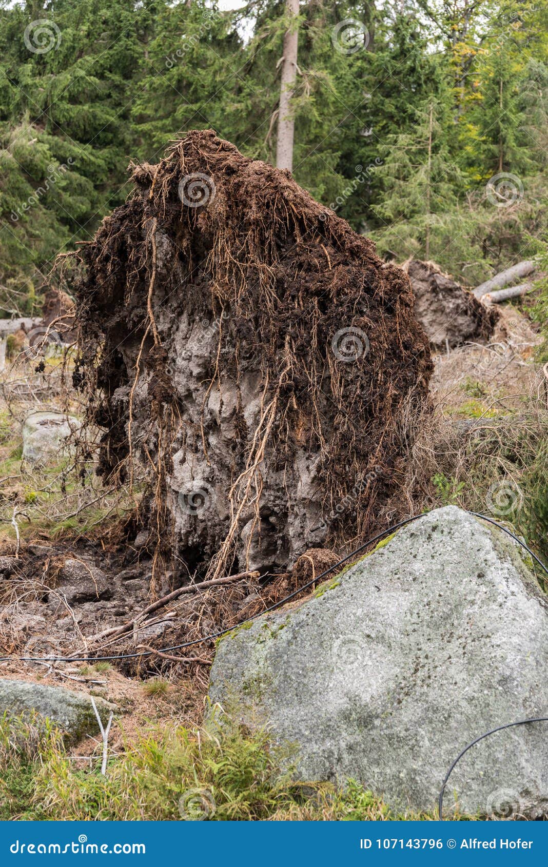 Árbol desarraigado primer foto de archivo. Imagen de equilibrio - 107143796