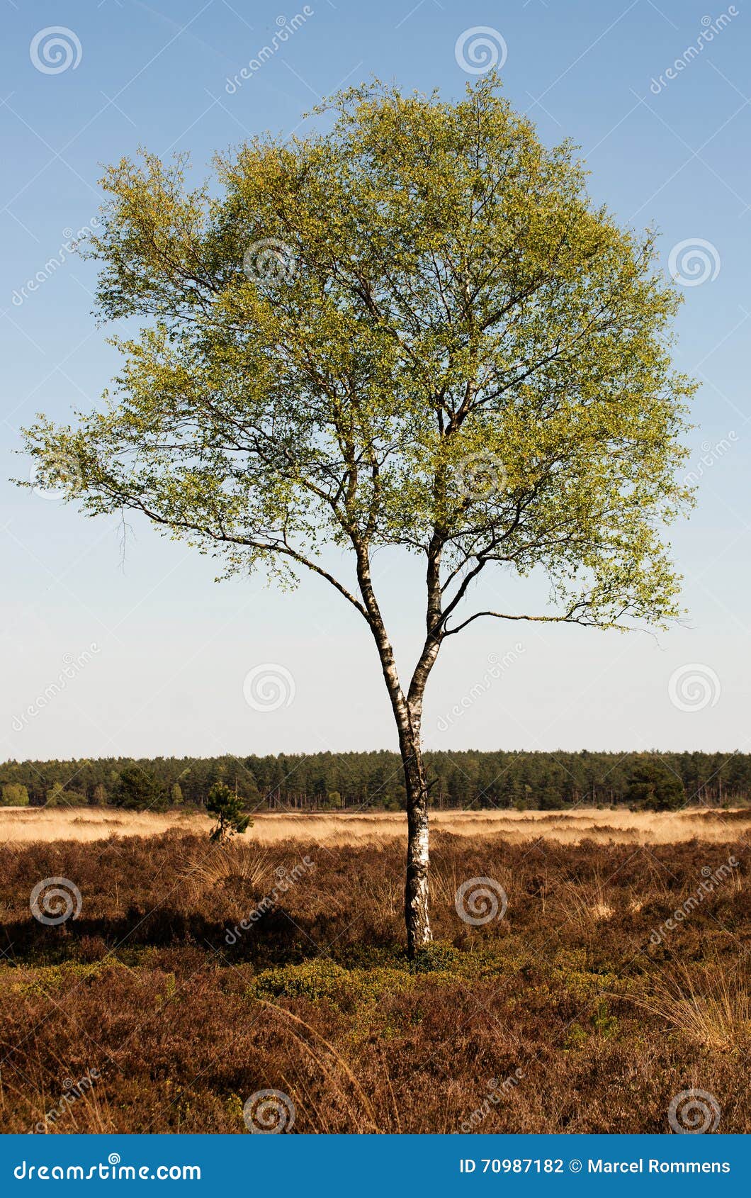 Árbol en brezo foto de archivo. Imagen de planta, pasto - 70987182