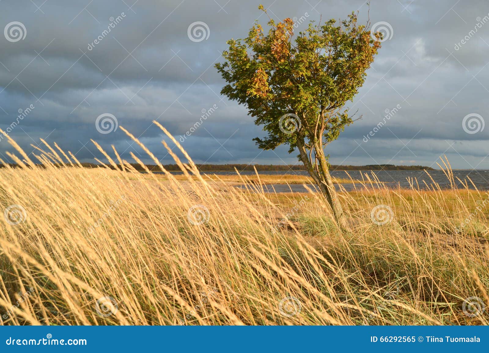 árbol en tiempo ventoso imagen de archivo. Imagen de costa - 66292565