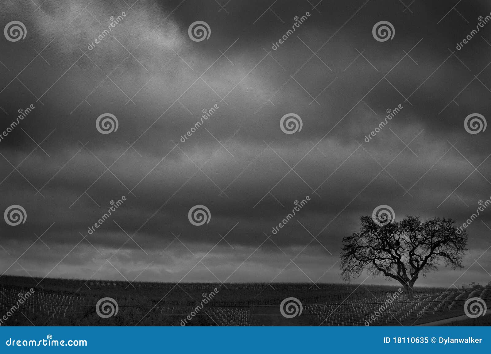 Árbol en tormenta imagen de archivo. Imagen de vino, roble - 18110635