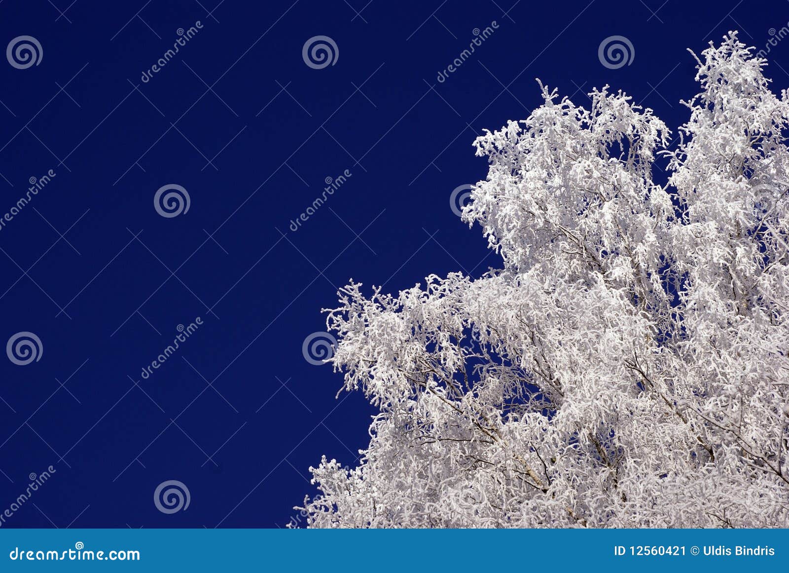 Árbol escarchado imagen de archivo. Imagen de escena - 12560421