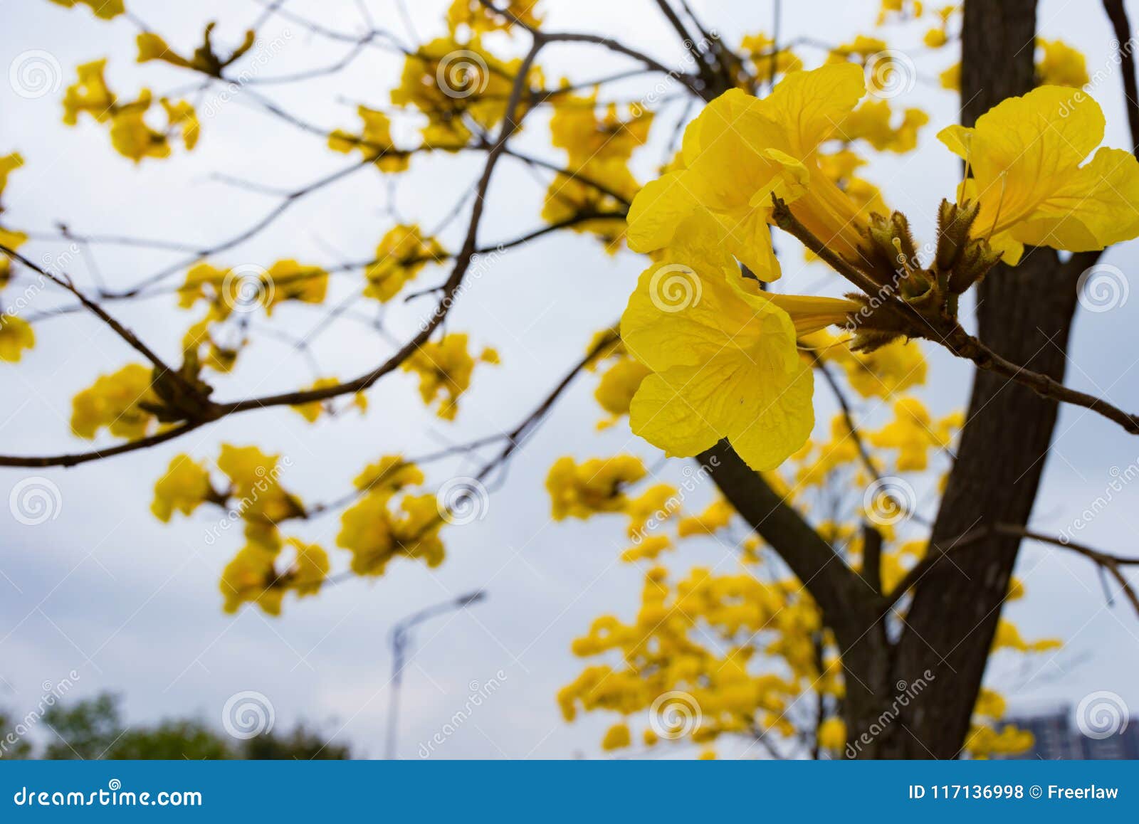 Árbol Floreciente De Guayacan Foto de archivo - Imagen de dorado ...