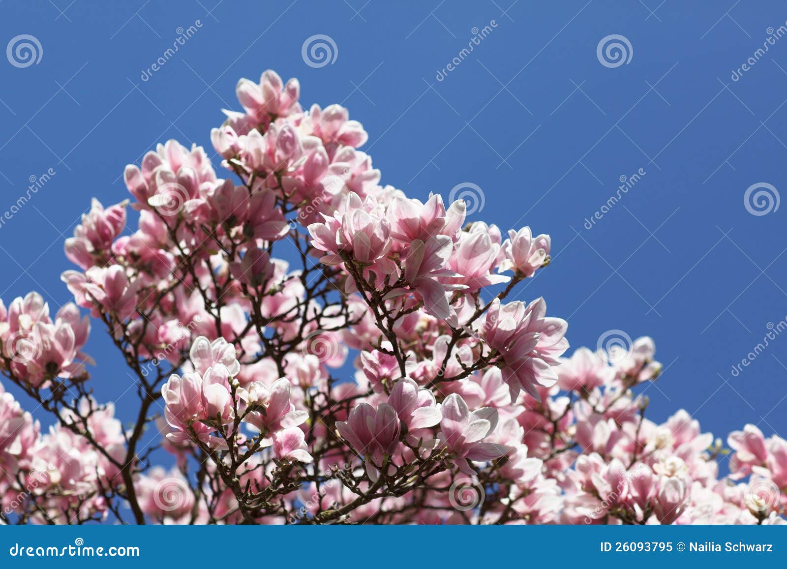 Árbol Floreciente De La Magnolia Imagen de archivo - Imagen de ...
