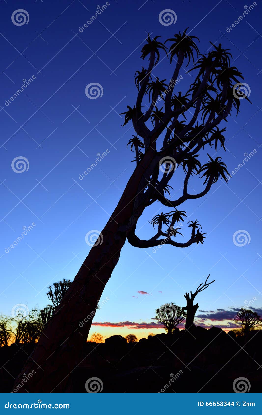 Árbol Forest Namibia Del Estremecimiento Foto de archivo - Imagen de ...