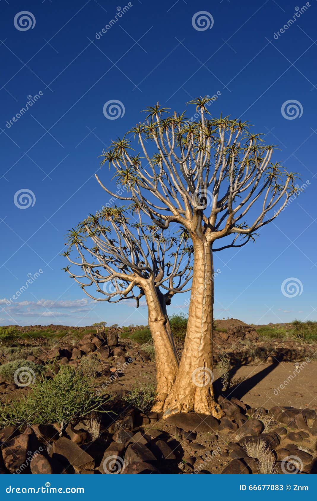 Árbol Forest Namibia Del Estremecimiento Imagen de archivo - Imagen de ...