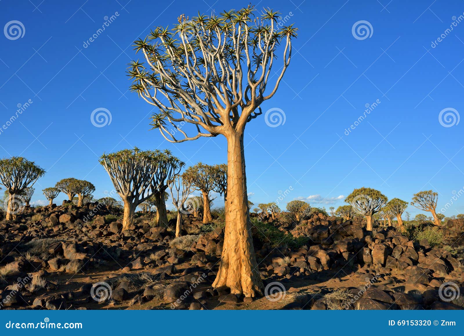 Árbol Forest Namibia Del Estremecimiento Foto de archivo - Imagen de ...