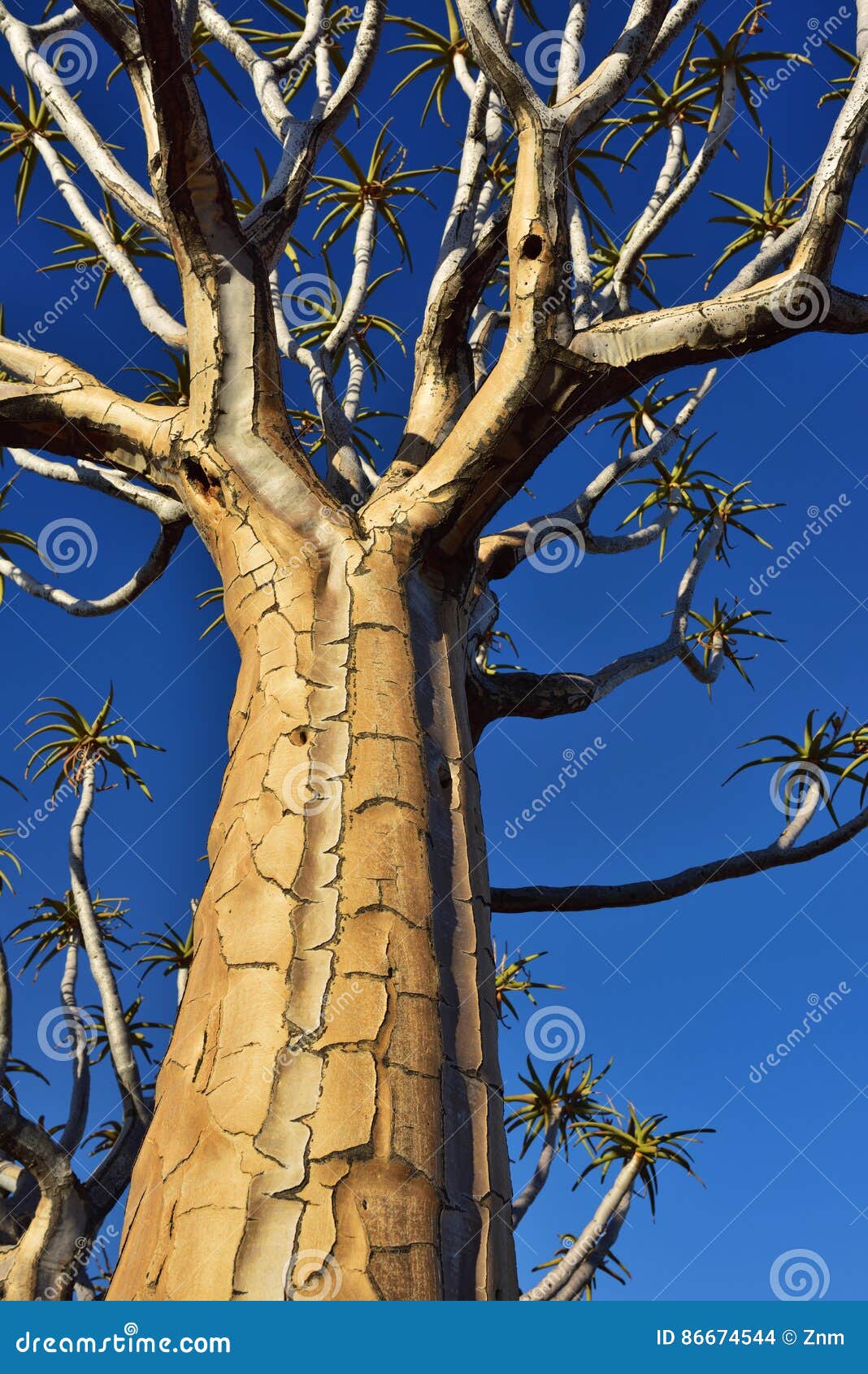Árbol Forest Namibia Del Estremecimiento Foto de archivo - Imagen de ...