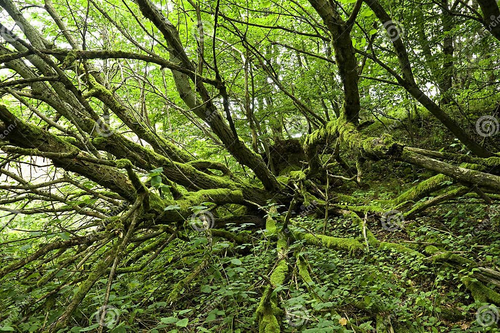 Árbol Forestal Desarraigado Imagen de archivo - Imagen de denso ...