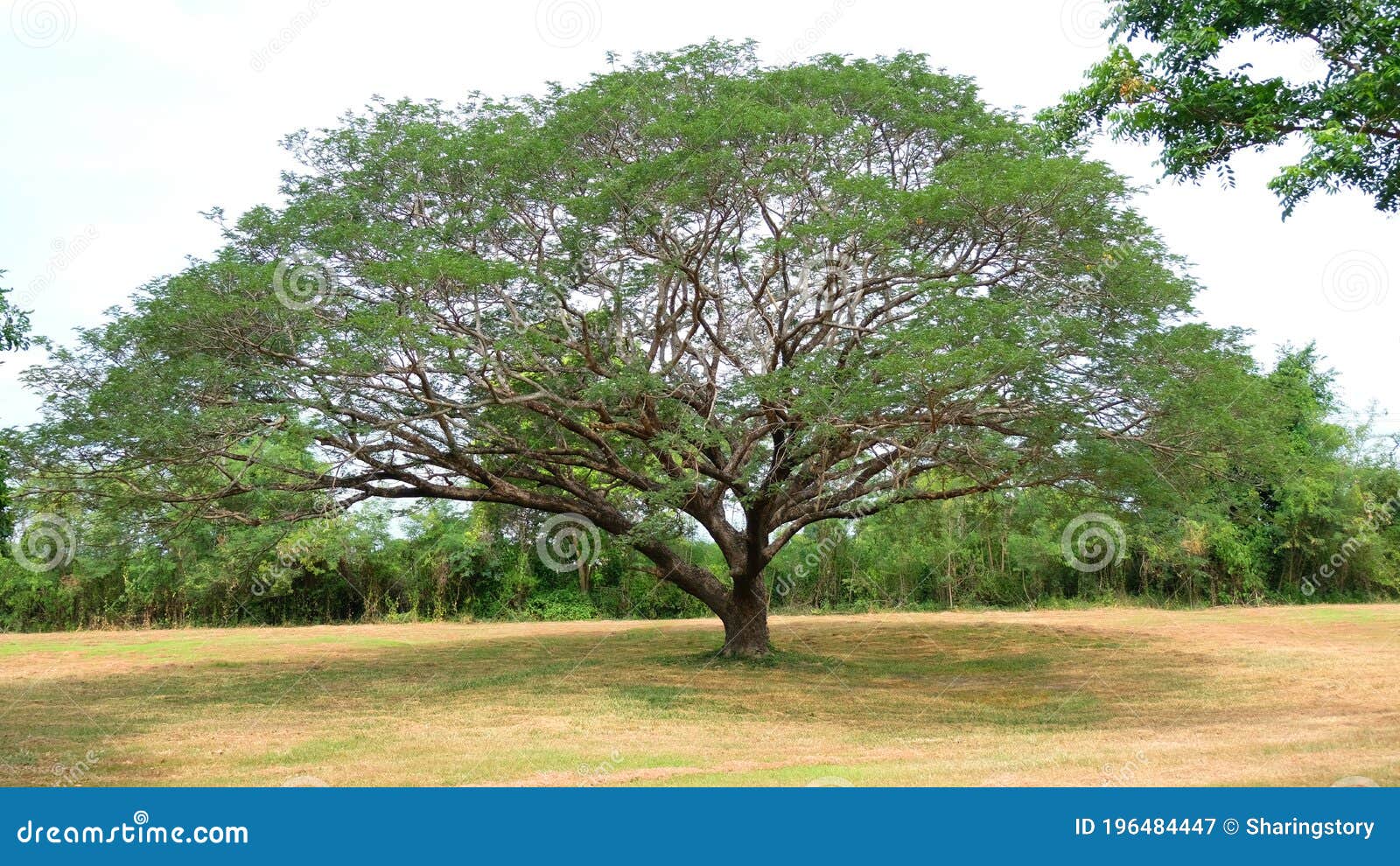 Árbol Grande Con Muchas Ramas Imagen de archivo - Imagen de tronco ...