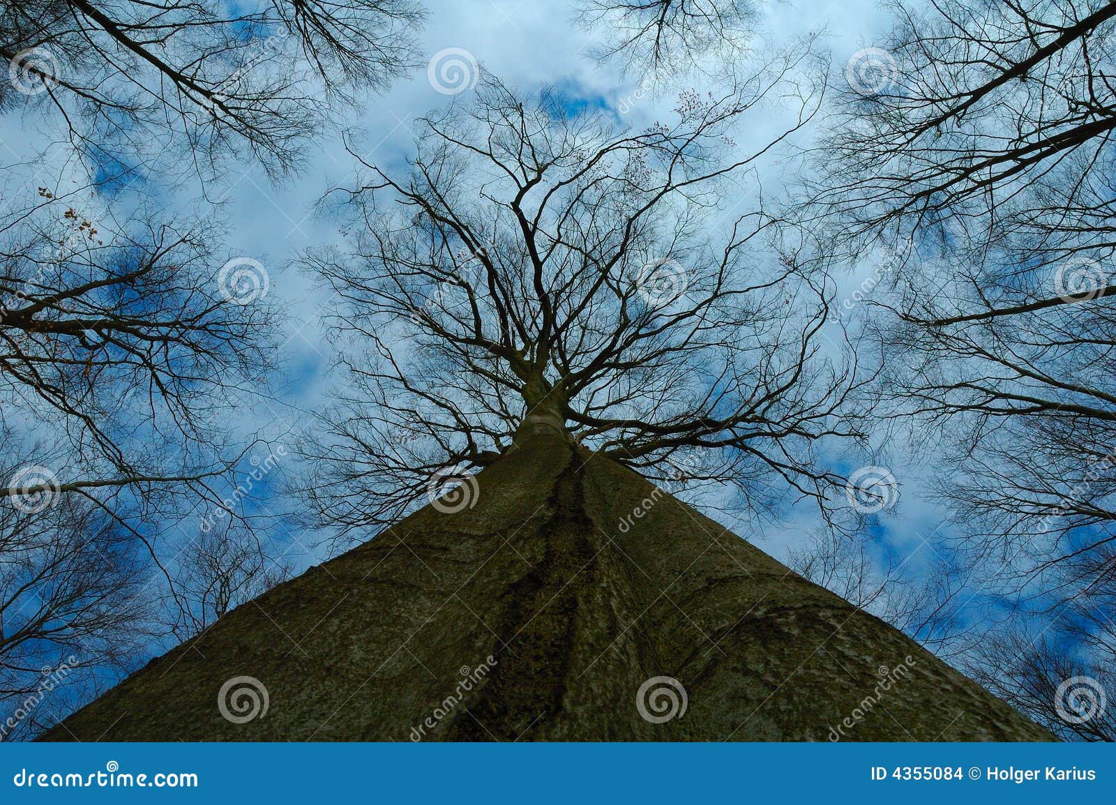 Árbol Grande - Copa De árbol Foto de archivo - Imagen de tribu, tronco ...