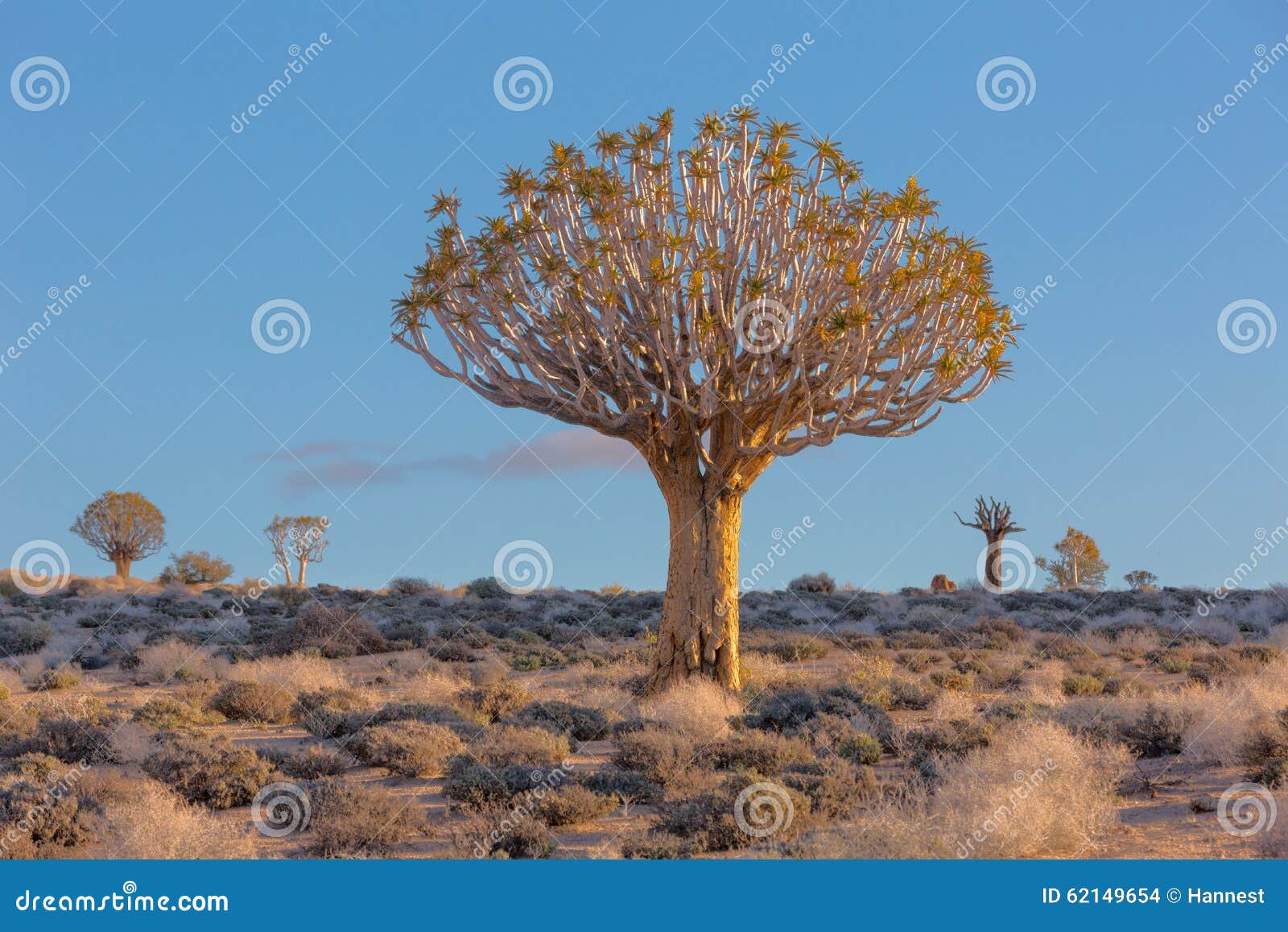 Árbol Grande Del Estremecimiento Foto de archivo - Imagen de grande ...