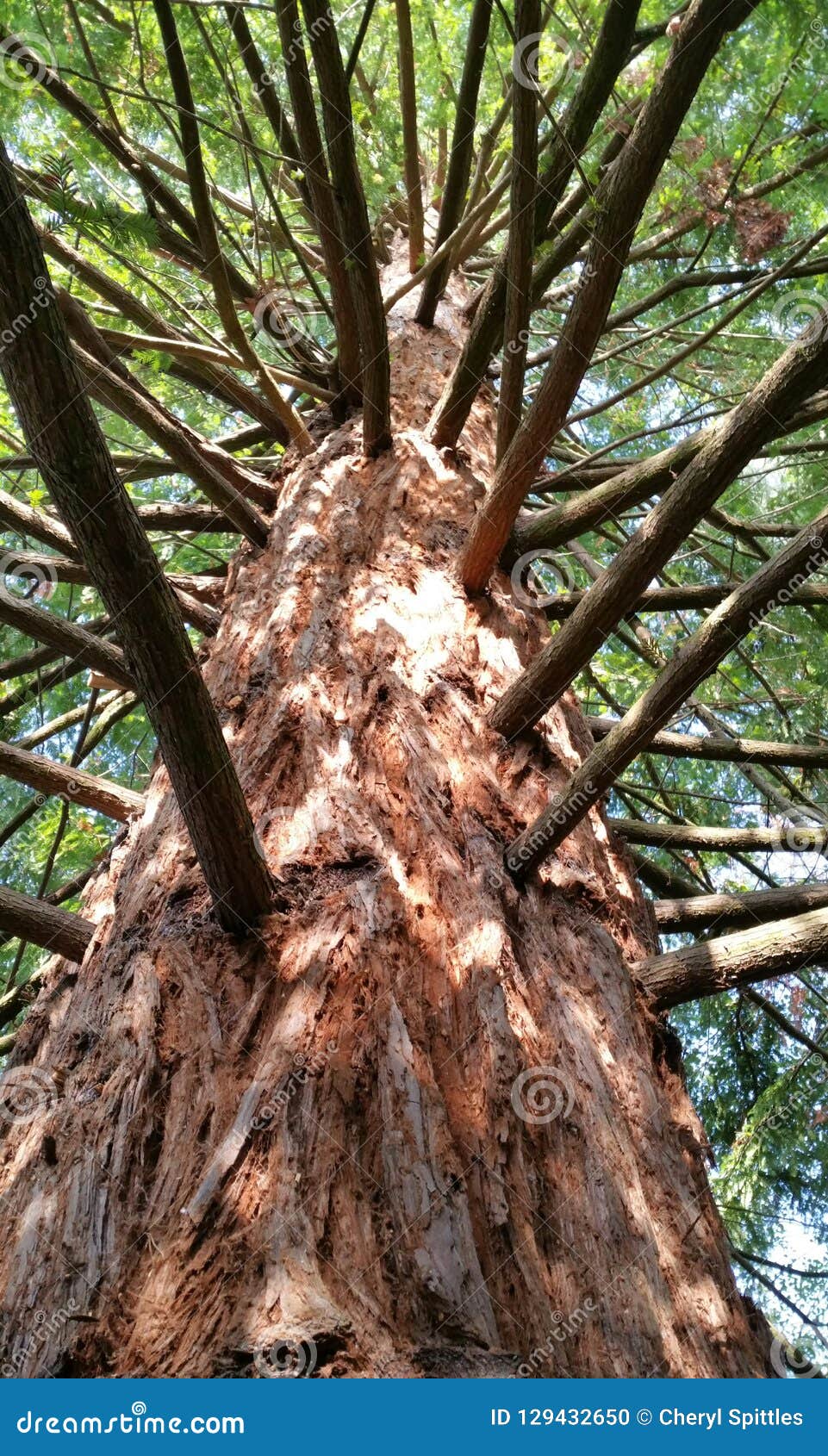 Árbol joven de la secoya foto de archivo. Imagen de ramificaciones ...