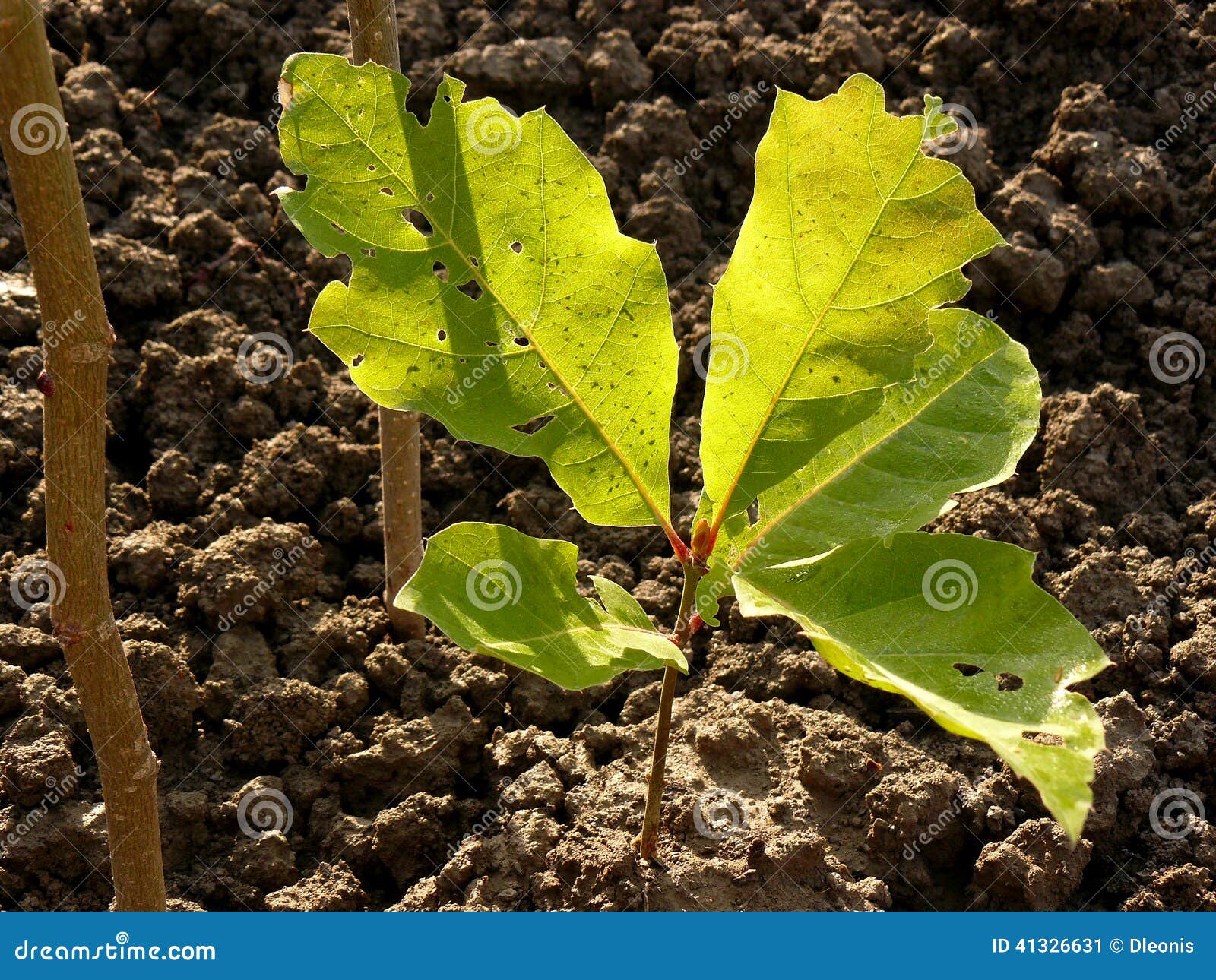 Árbol joven rojo del roble imagen de archivo. Imagen de tierra - 41326631