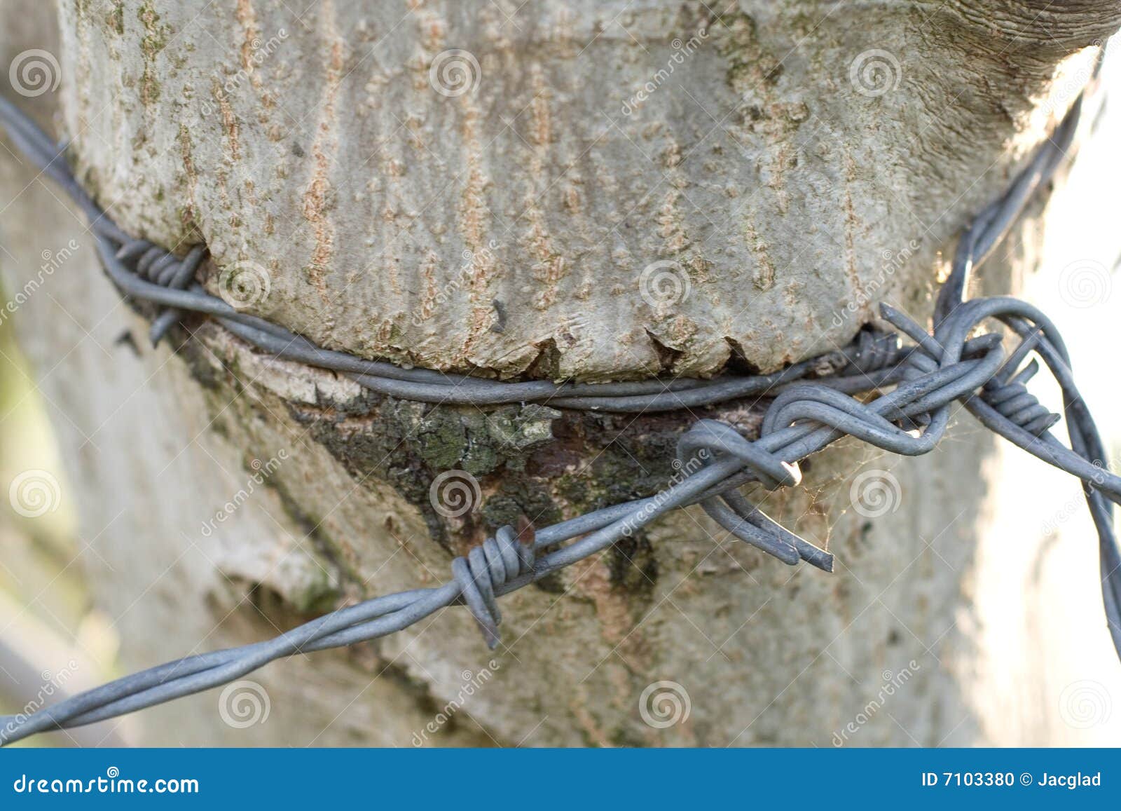 Árbol lastimado foto de archivo. Imagen de alambre, corteza - 7103380