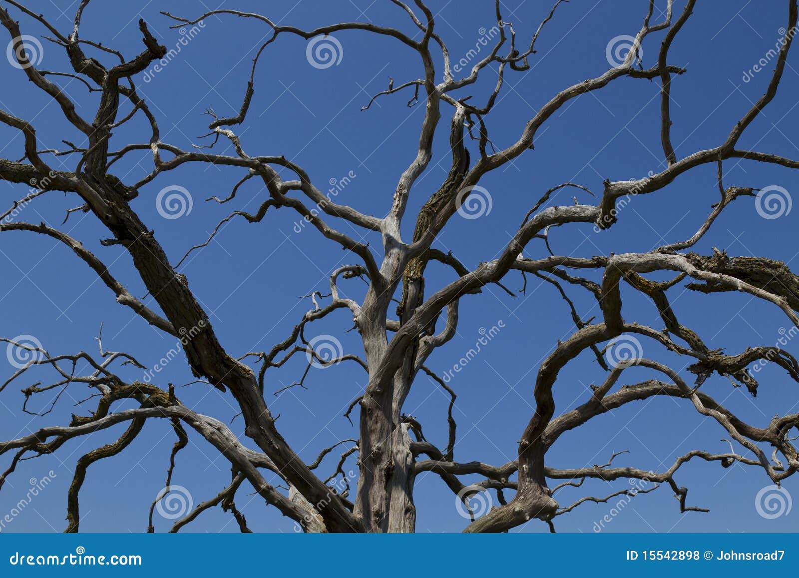 Árbol muerto foto de archivo. Imagen de ramificaciones - 15542898