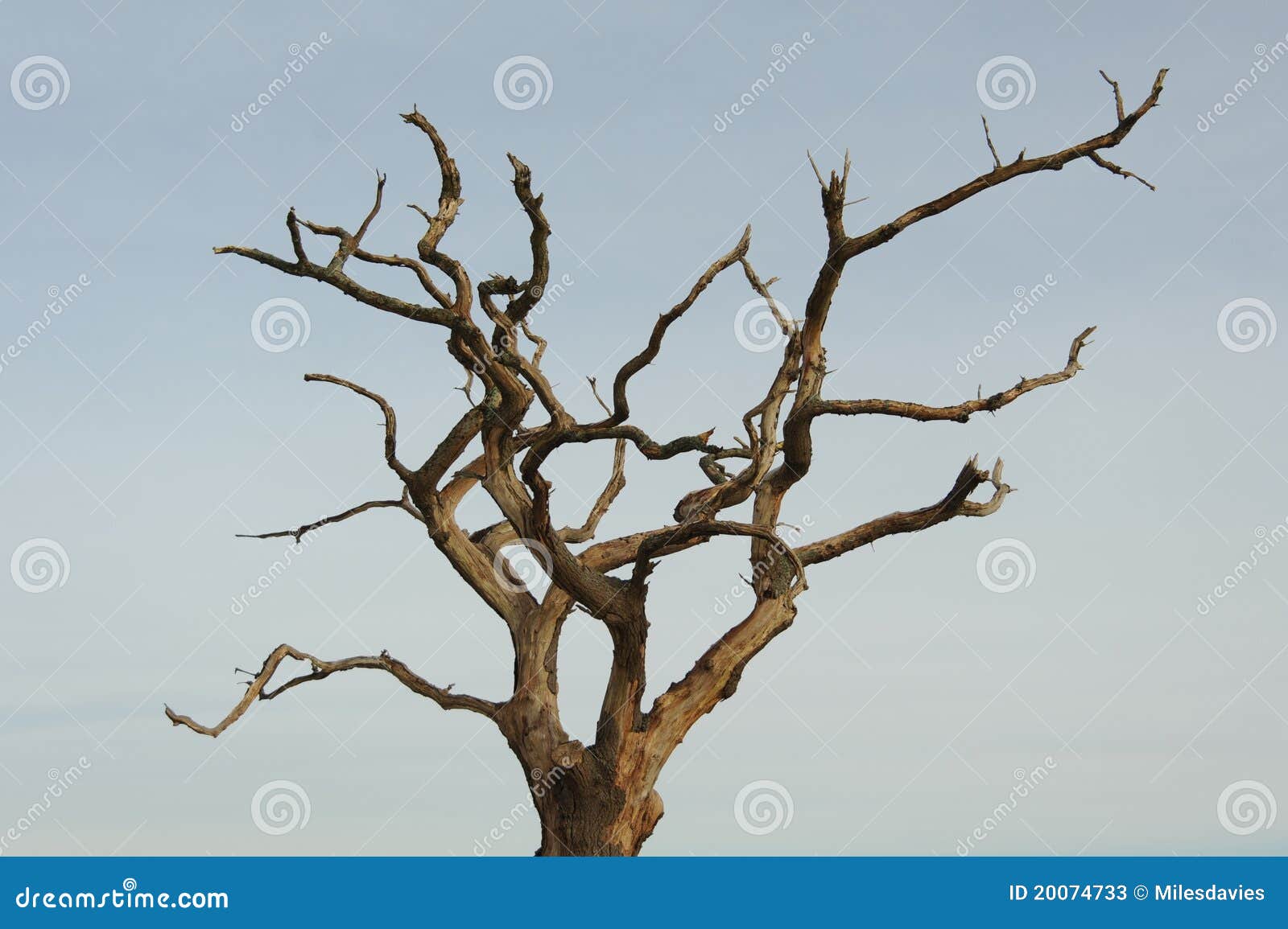 Árbol muerto imagen de archivo. Imagen de travieso, cielo - 20074733