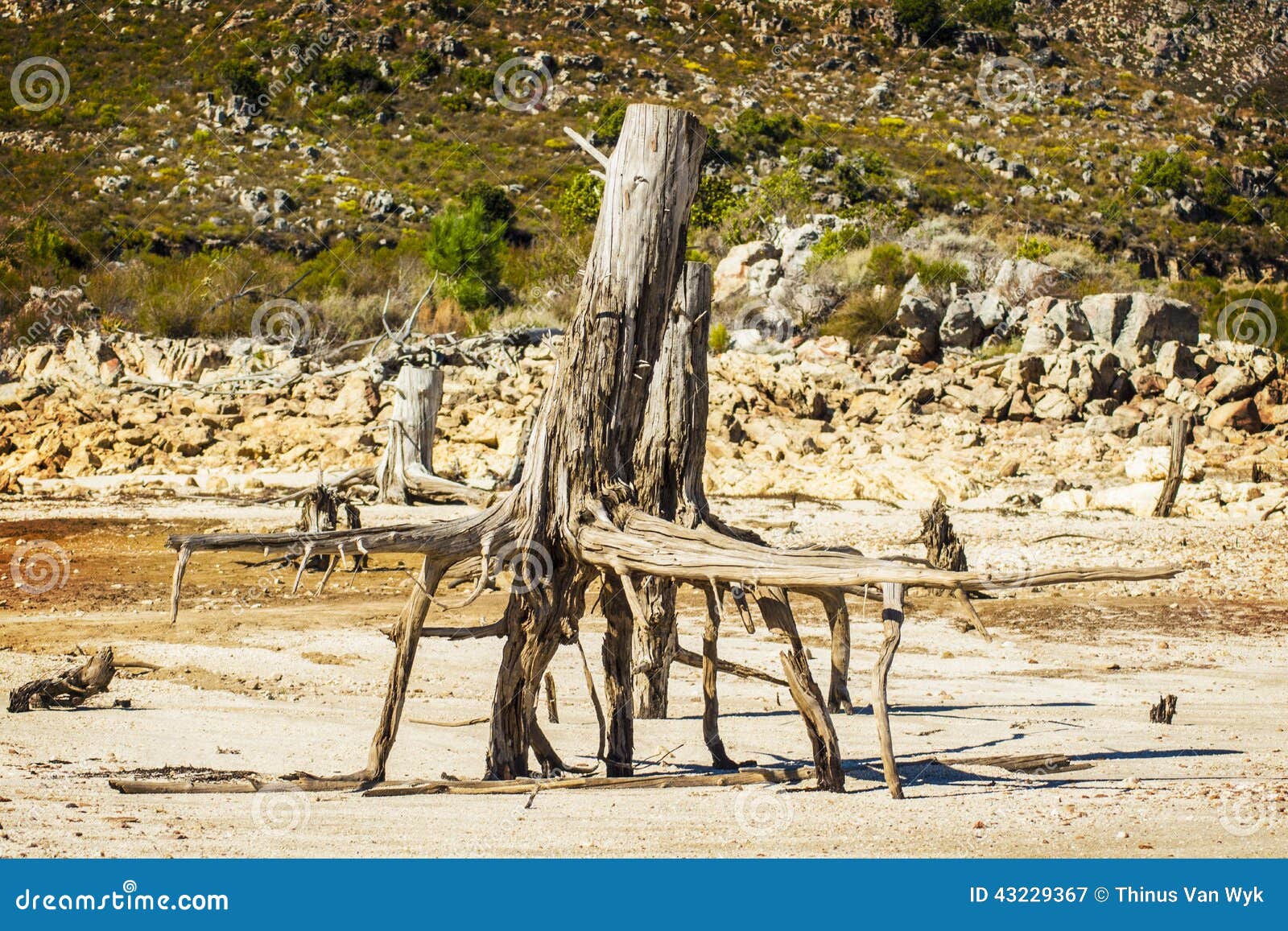 Árbol Muerto Con Las Raíces Expuestas Imagen de archivo - Imagen de ...